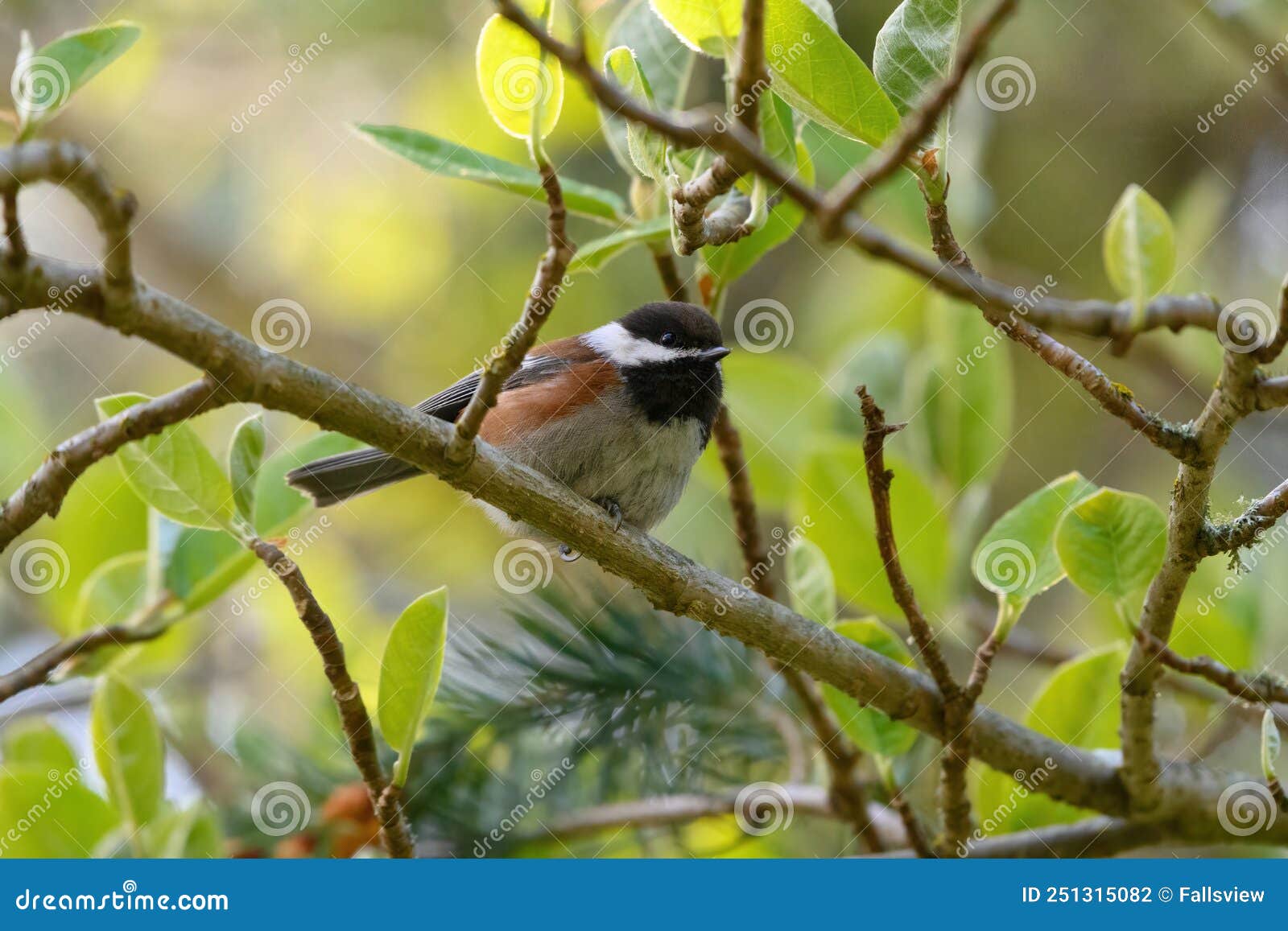 Chestnut-backed Chickadee Posing on Tree Branch Stock Photo - Image of ...