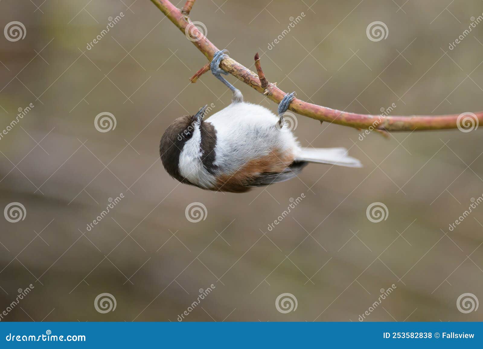 Chestnut-backed Chickadee Posing on Tree Branch Stock Photo - Image of ...