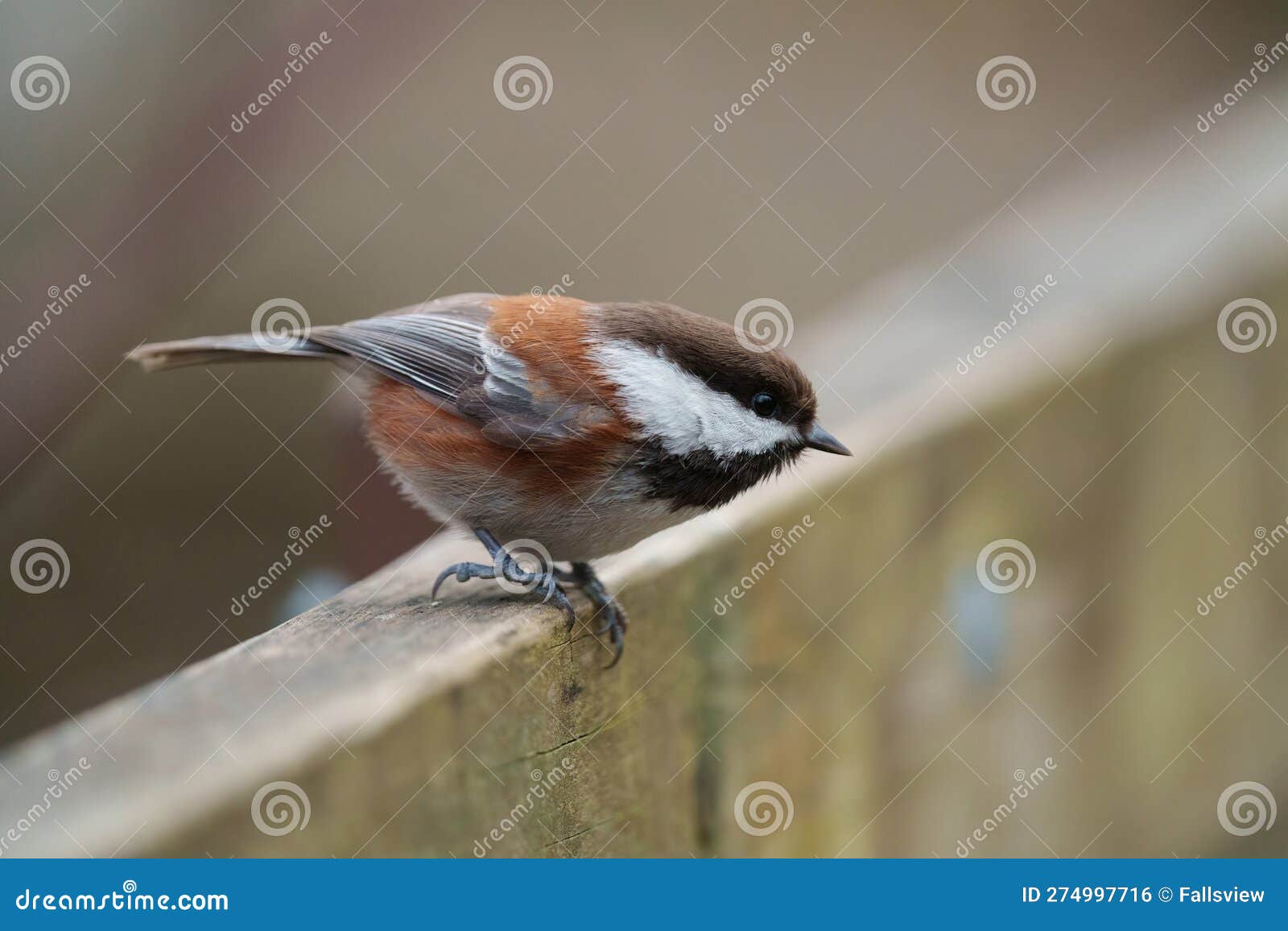Chestnut-backed Chickadee Resting on Branch Stock Photo - Image of ...
