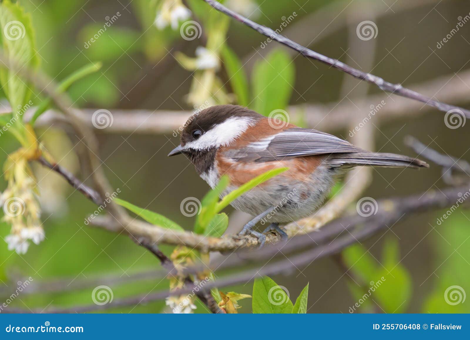 Chestnut-backed Chickadee Resting on Tree Branch Stock Photo - Image of ...