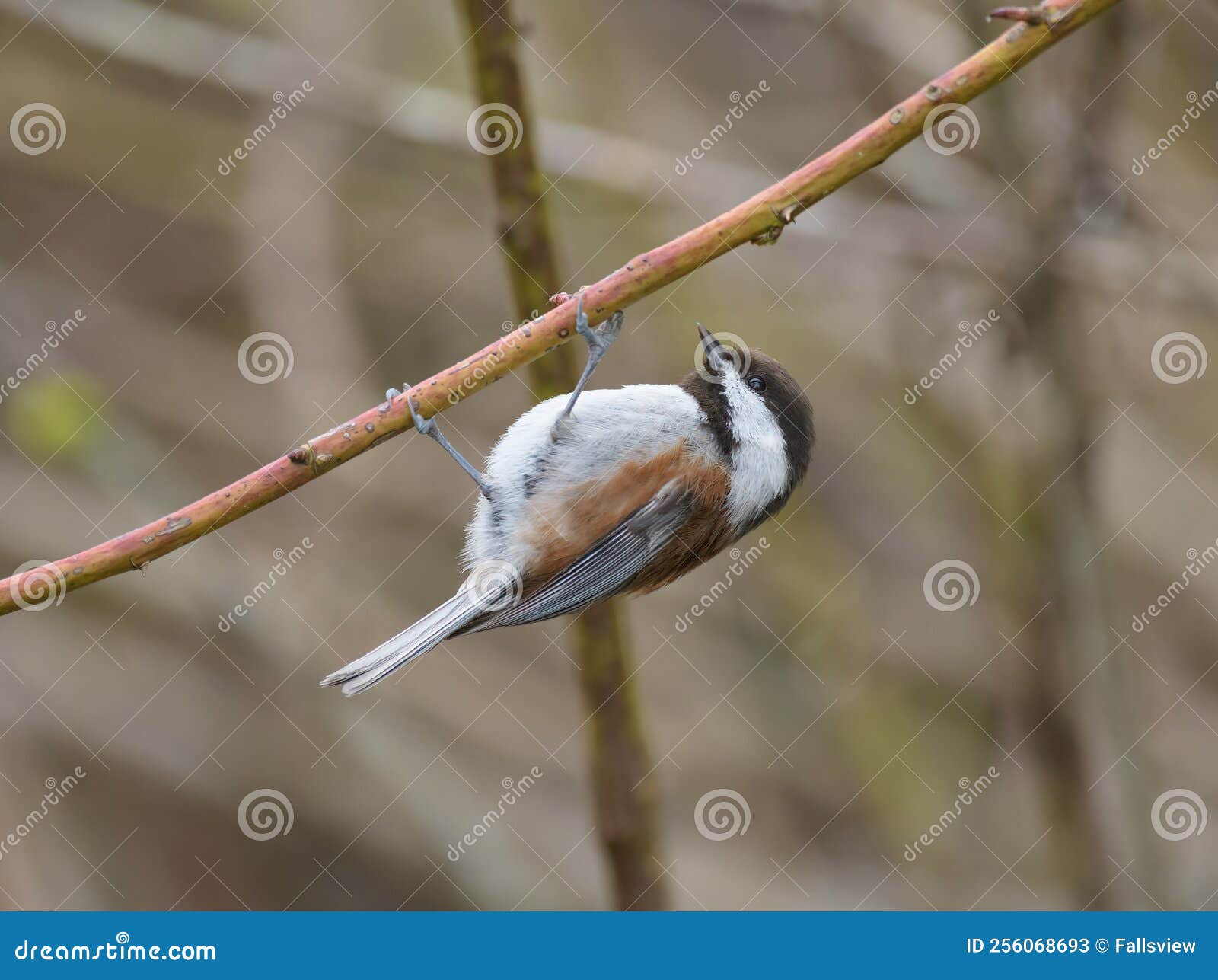 Chestnut-backed Chickadee Resting on Tree Branch Stock Image - Image of ...