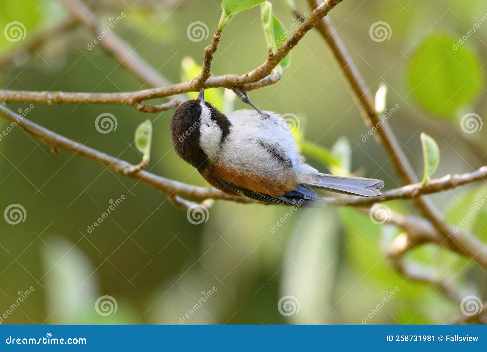 Chestnut-backed Chickadee Resting on Tree Branch Stock Image - Image of ...