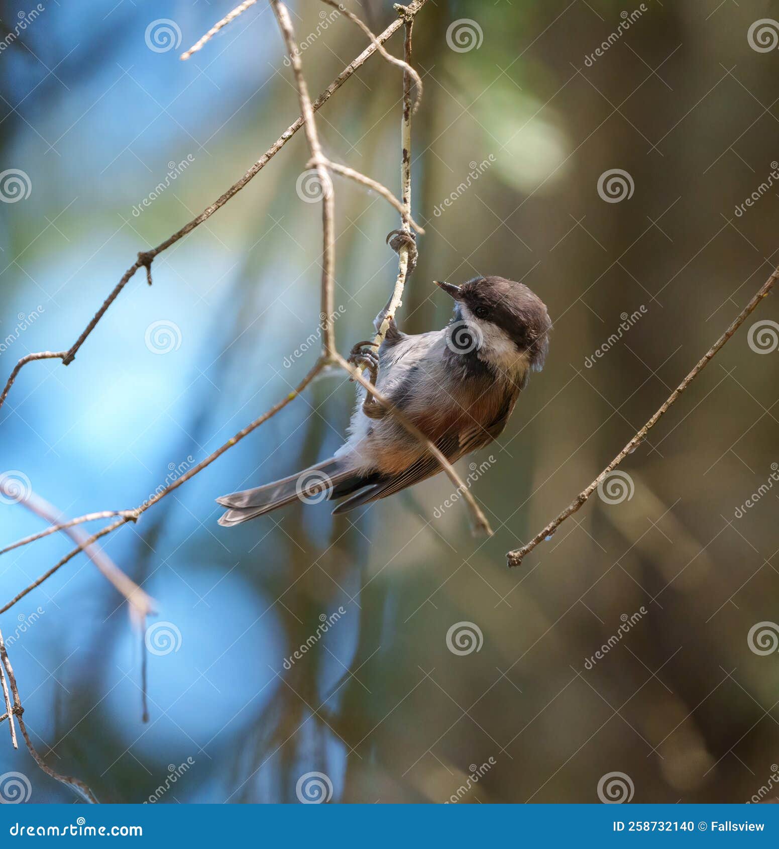 Chestnut-backed Chickadee Resting on Tree Branch Stock Photo - Image of ...
