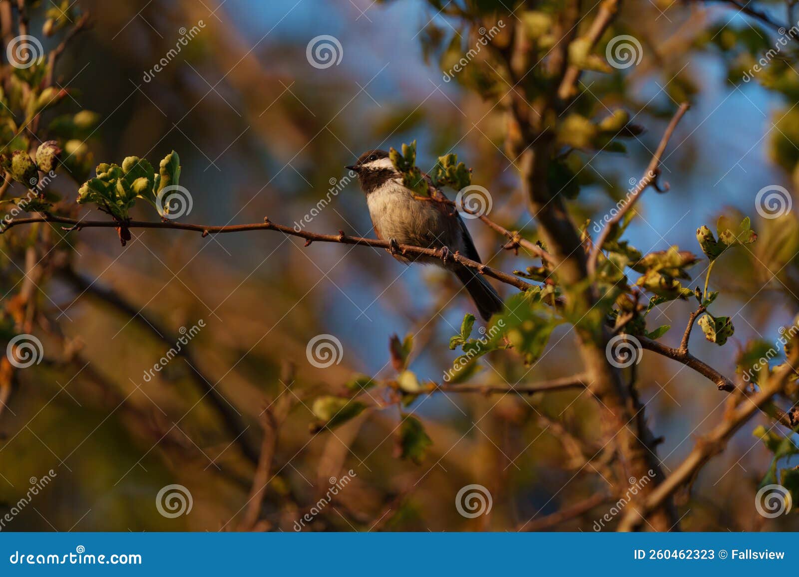 Chestnut-backed Chickadee Resting on Tree Branch Stock Image - Image of ...