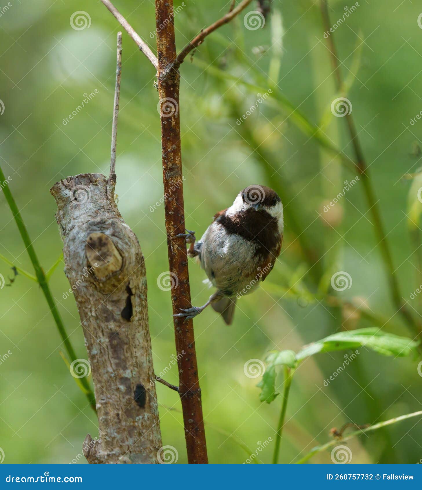 Chestnut-backed Chickadee Resting on Tree Branch Stock Photo - Image of ...
