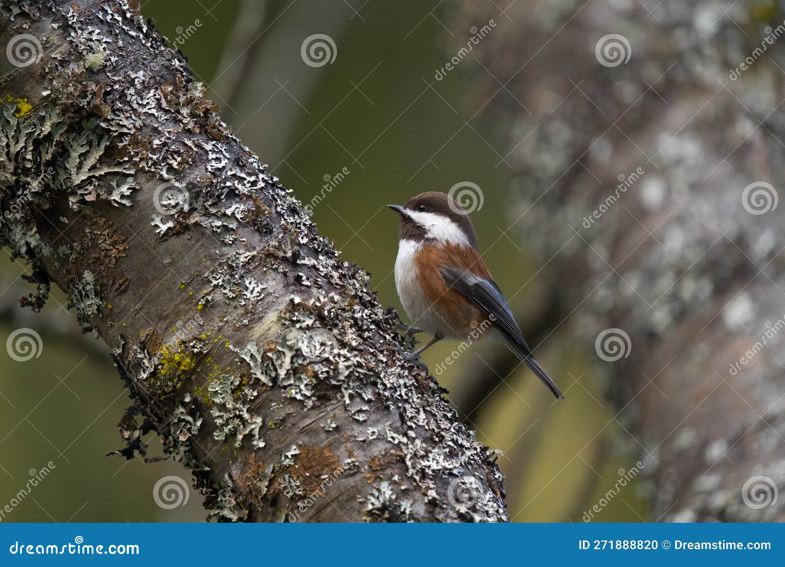 Chestnut-backed Chickadee Resting on Tree Branch Stock Photo - Image of ...