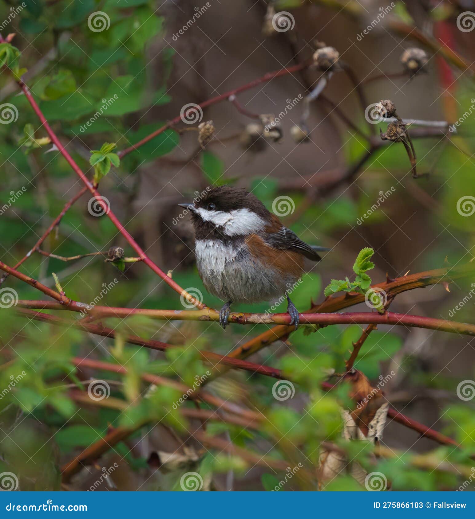 Chestnut-backed Chickadee Resting on Tree Branch Stock Image - Image of ...