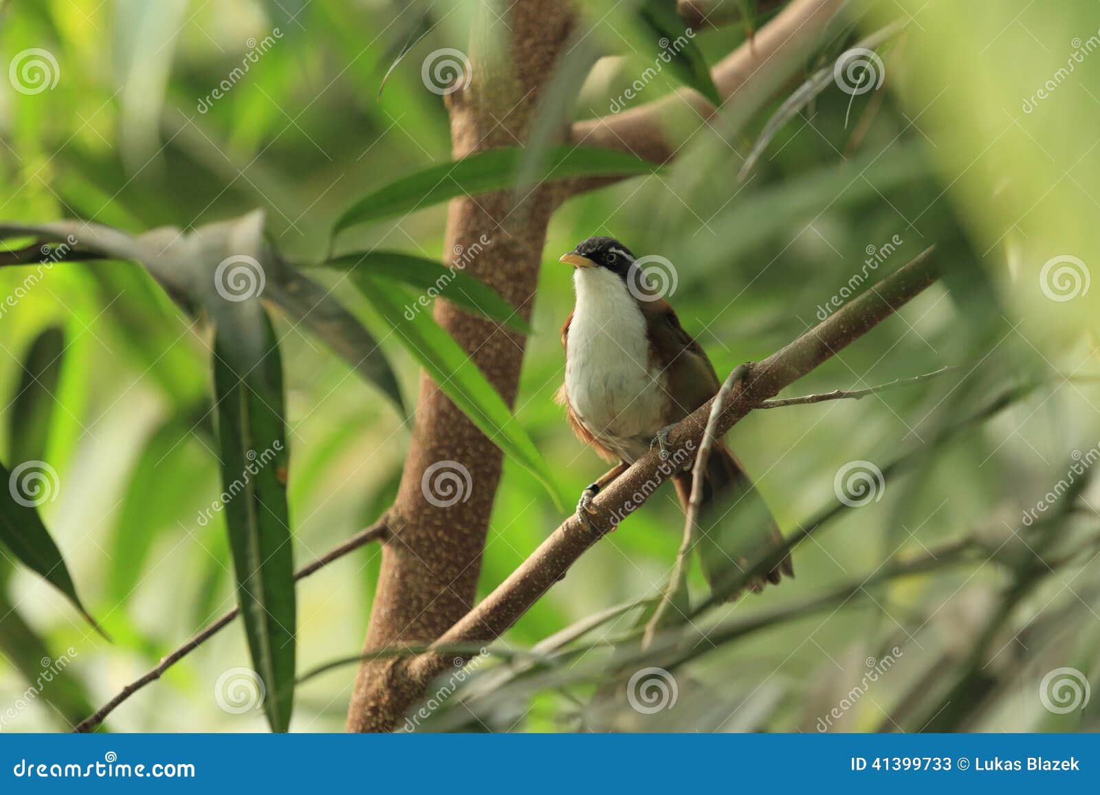 Chestnut-backed Scimitar Babbler Stock Image - Image of bird, tree ...