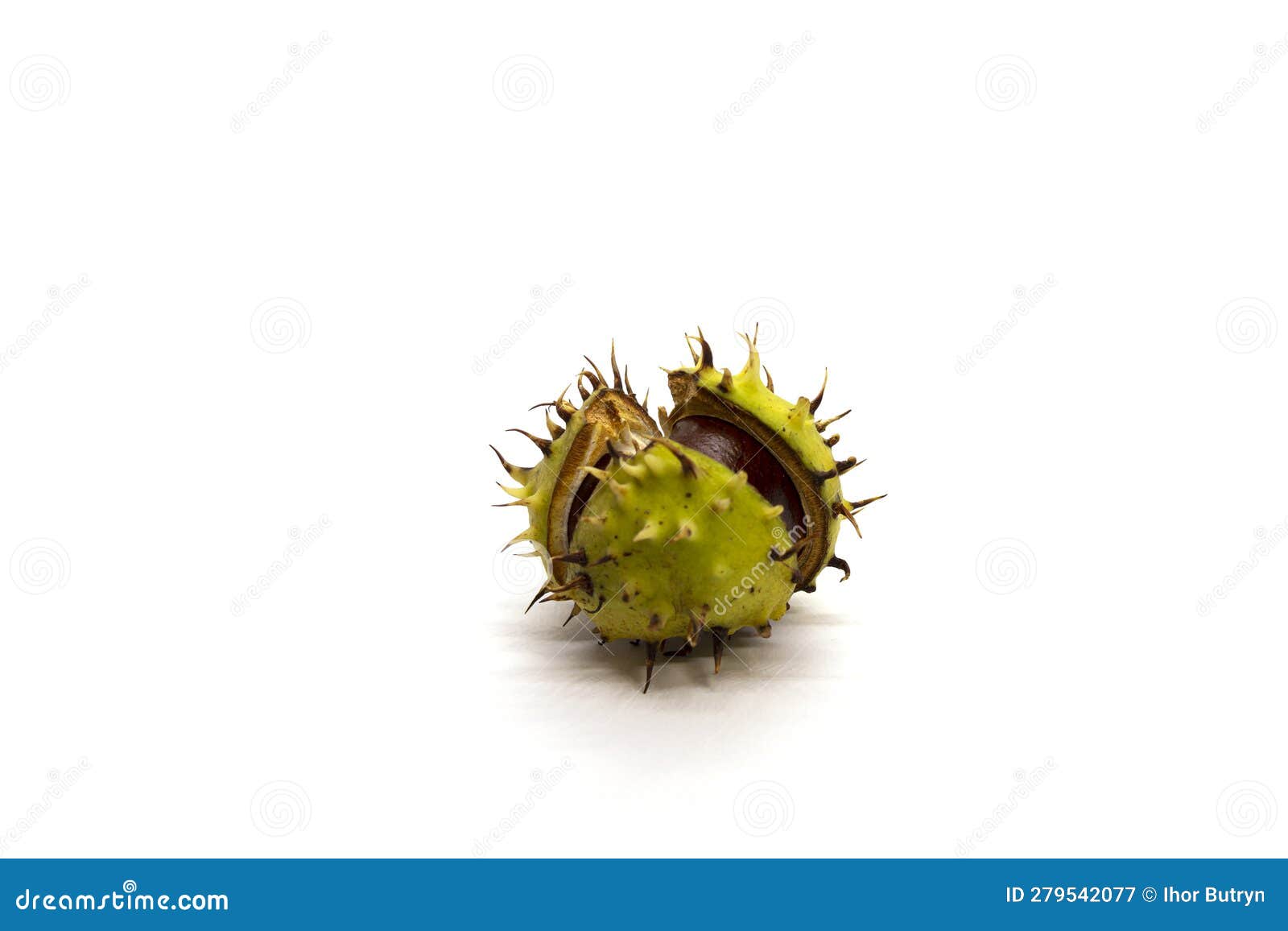 Chestnut on a Background in a Green Shell Stock Image - Image of maroon ...