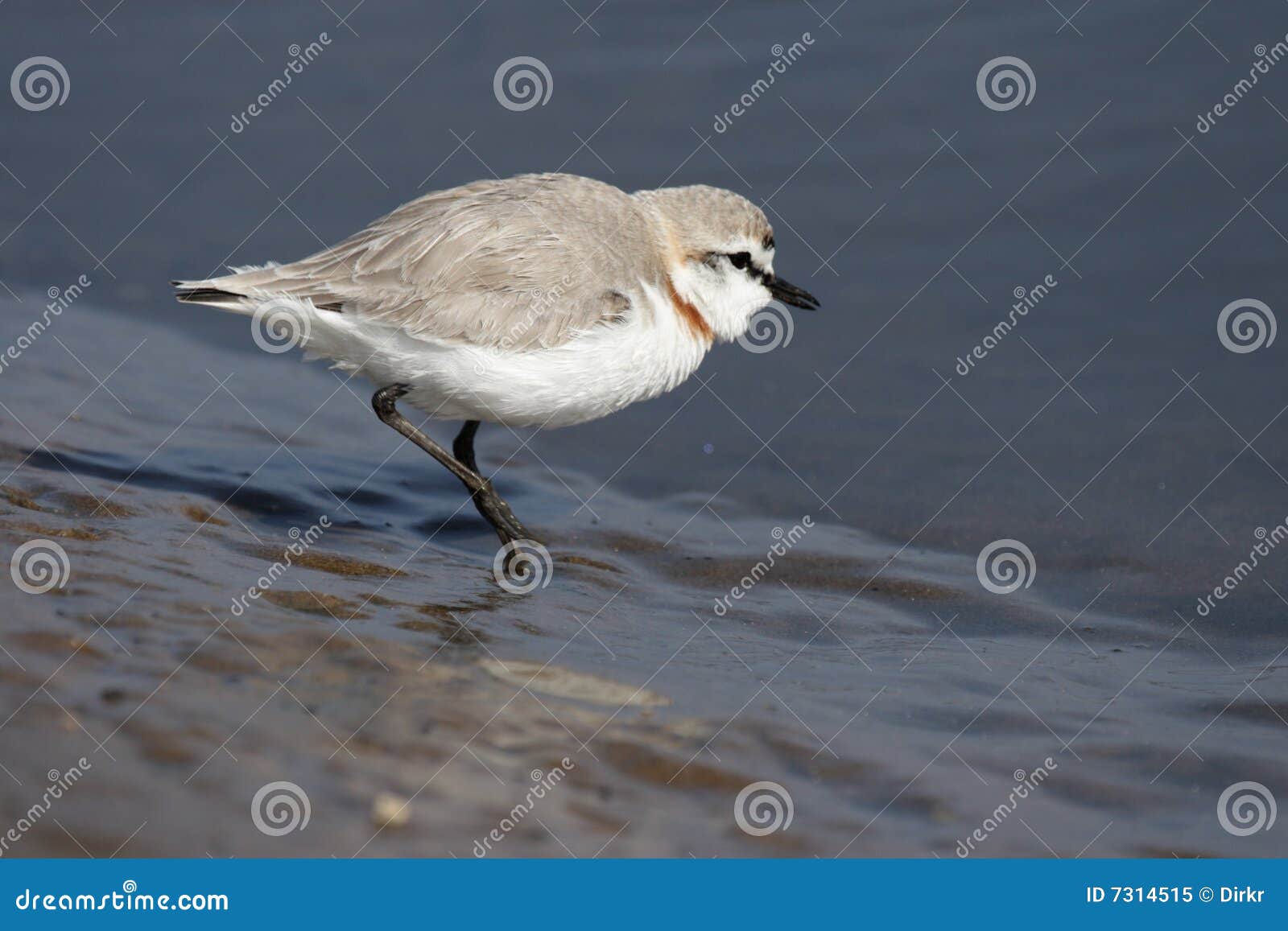 Chestnut-banded Plover stock image. Image of water, little - 7314515