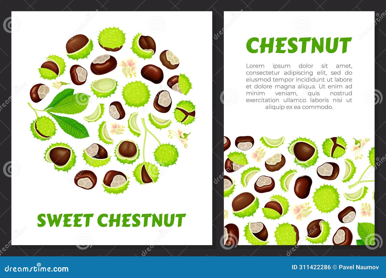 Chestnut Banner Design with Brown Kernel in Green Thorn Shell Vector ...