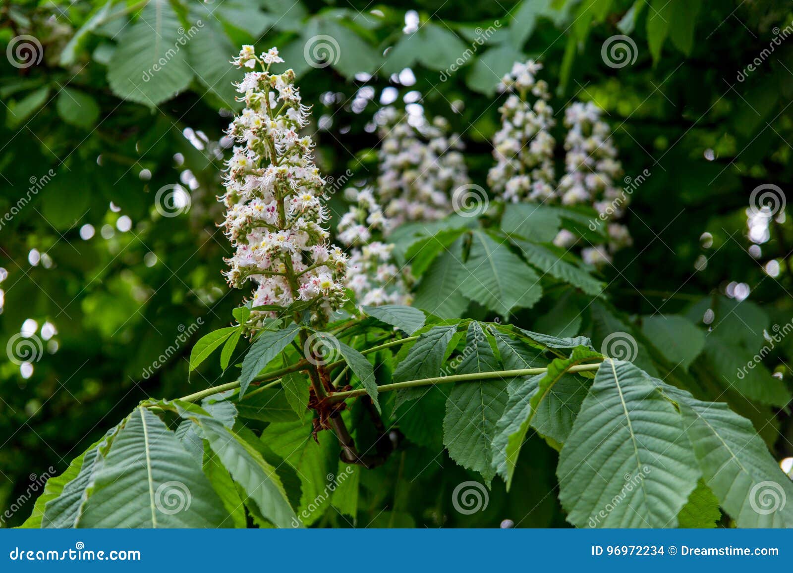 Chestnut in bloom stock photo. Image of spring, kazakkhstan - 96972234