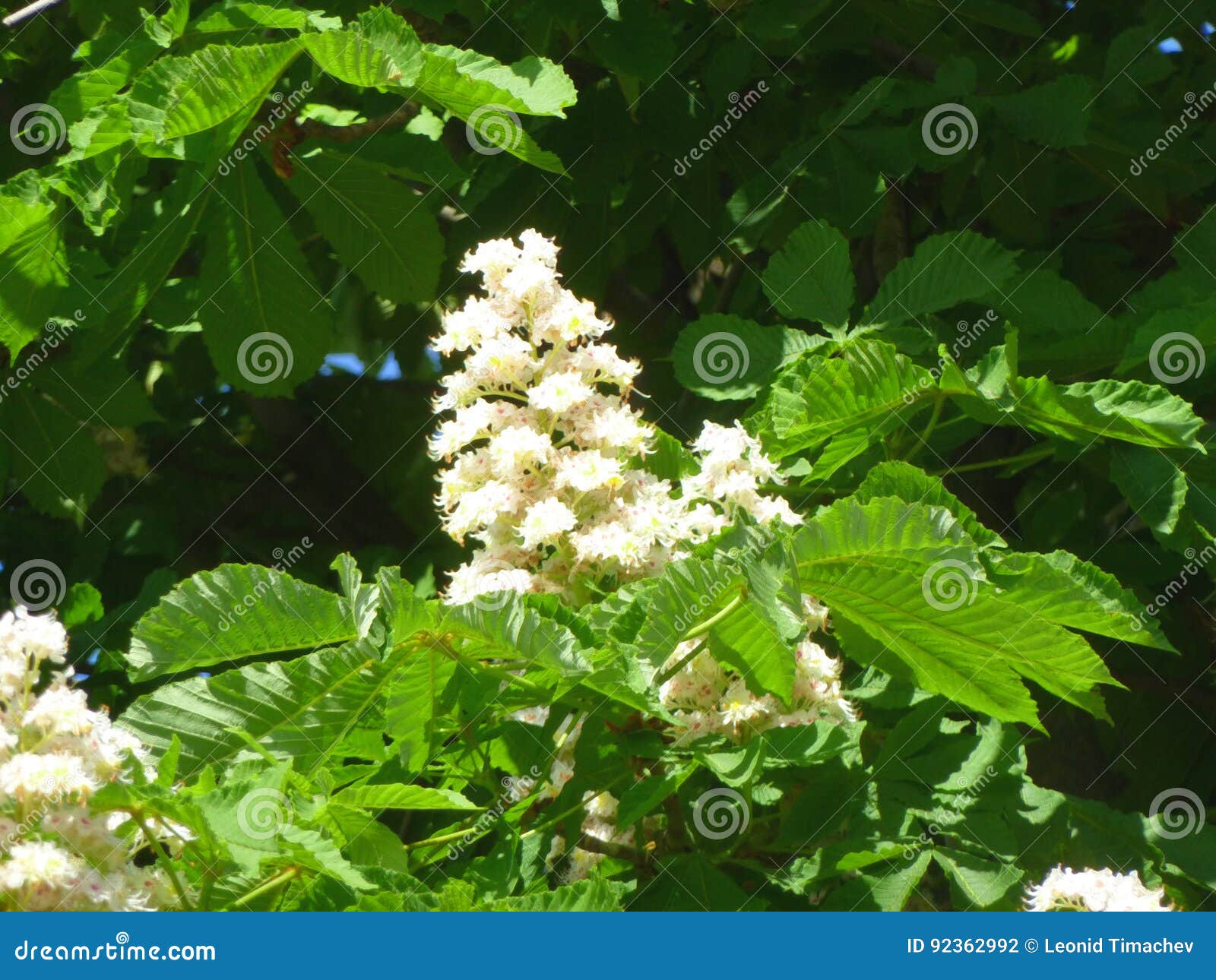 Chestnut stock photo. Image of season, nature, foliage - 92362992