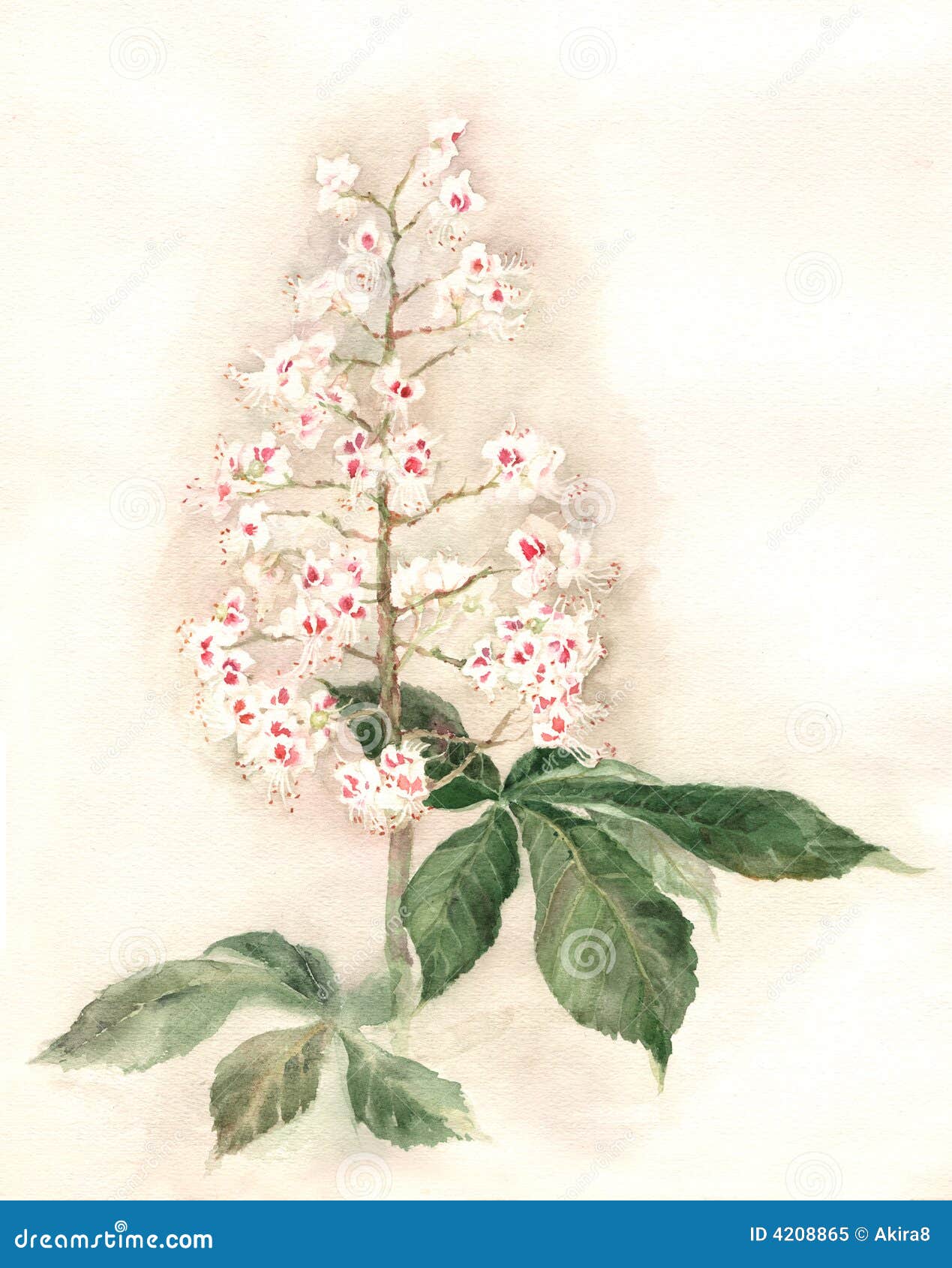 Chestnut Flower Stock Illustrations – 2,024 Chestnut Flower Stock ...