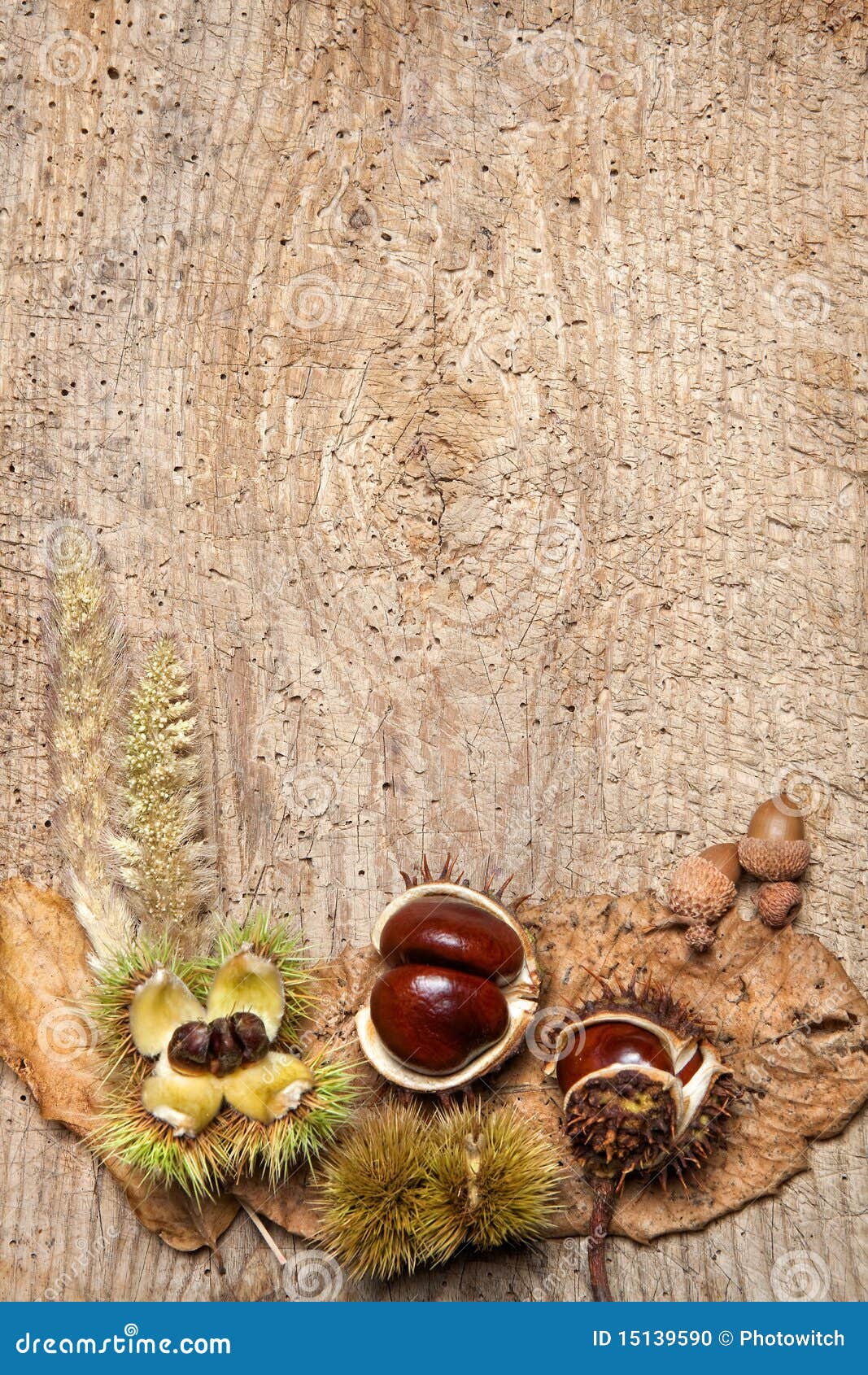 Chestnut border stock photo. Image of fruits, brown, fall - 15139590