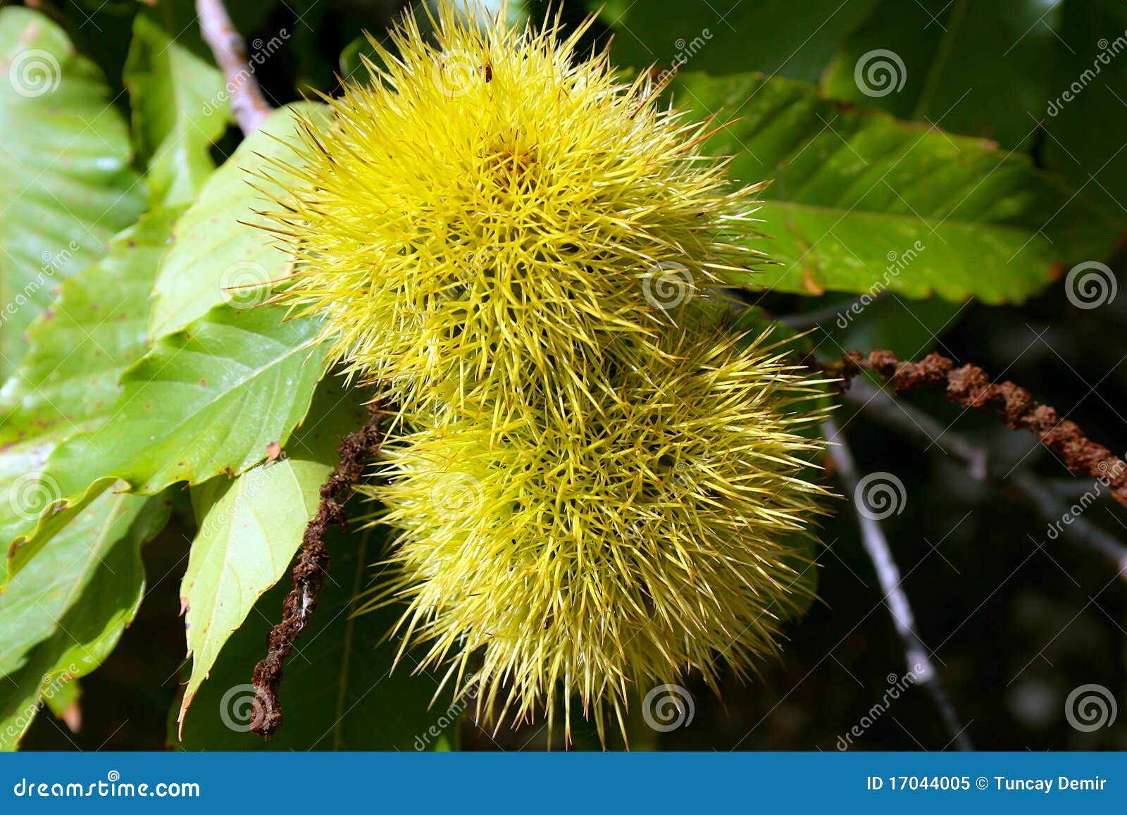 Chestnut branch stock image. Image of chestnut, branch - 17044005