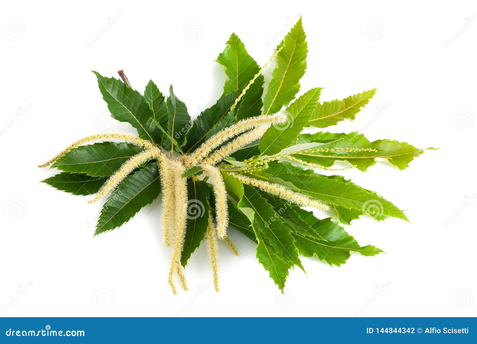 Chestnut branch stock photo. Image of branch, flora - 144844342