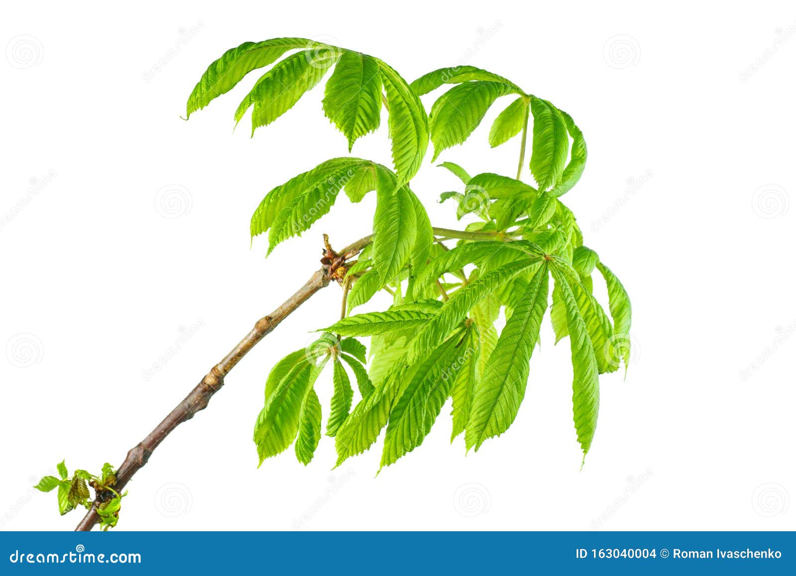 Chestnut Branch with Fresh Leaves Stock Photo - Image of spring, green ...