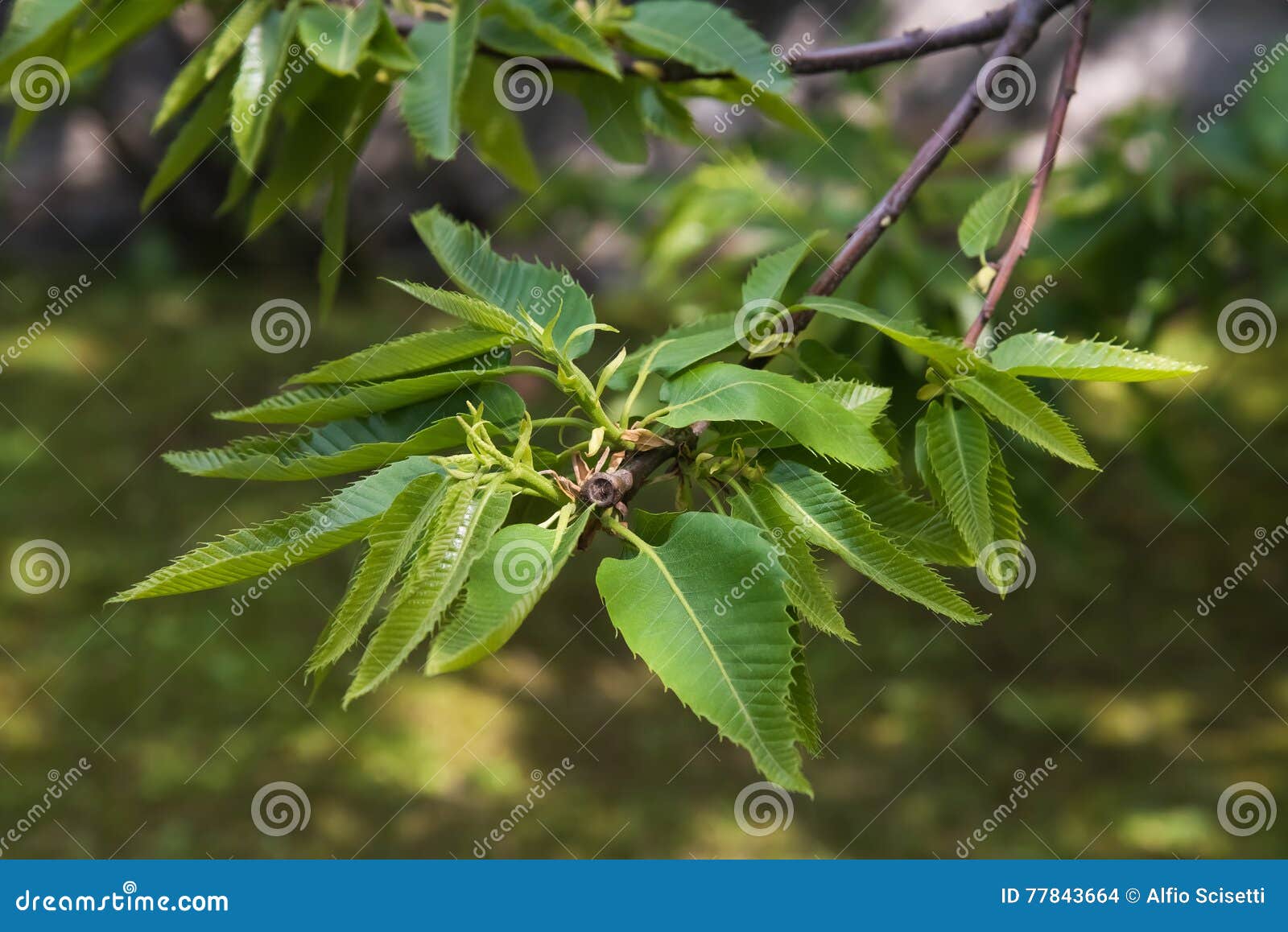 Chestnut branch stock photo. Image of forest, natural - 77843664