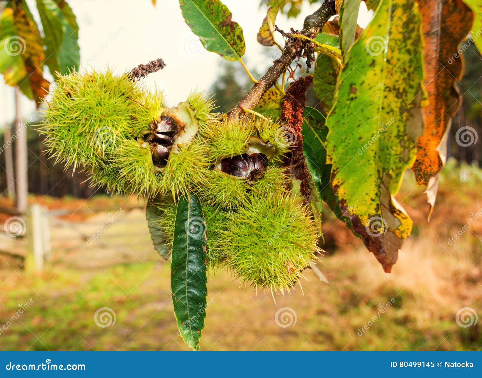 Chestnut Branch with Ripe Fruit Stock Image - Image of chestnut, dean ...