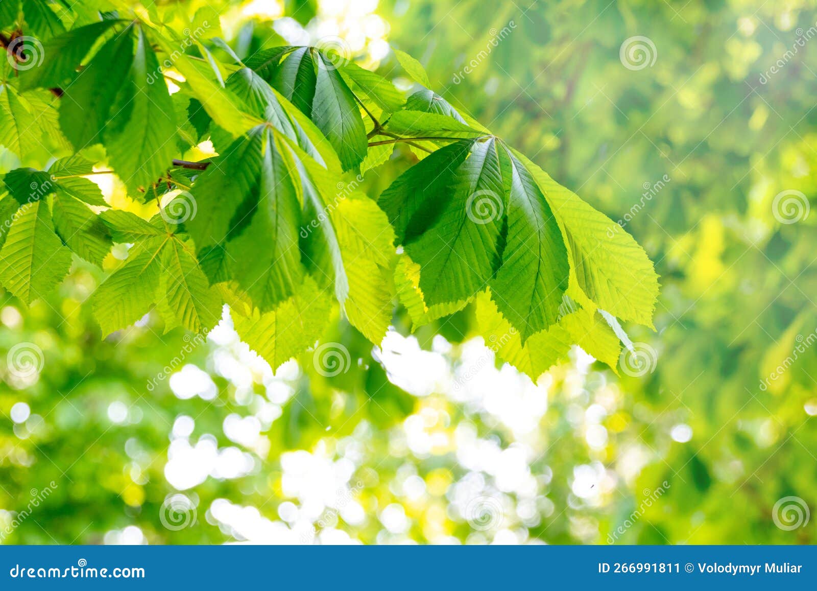 Chestnut Branch with Young Fresh Green Leaves. Background of Green ...
