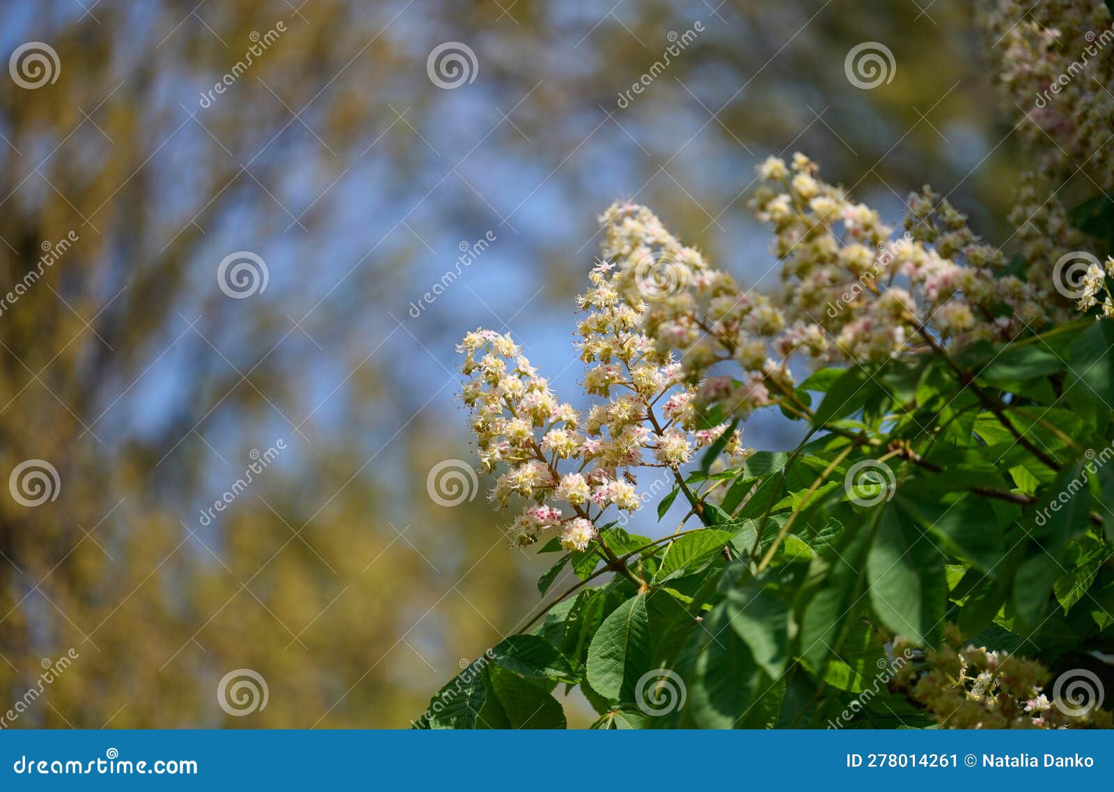 Chestnut Branches with Green Leaves and Flowering Clusters Stock Image ...