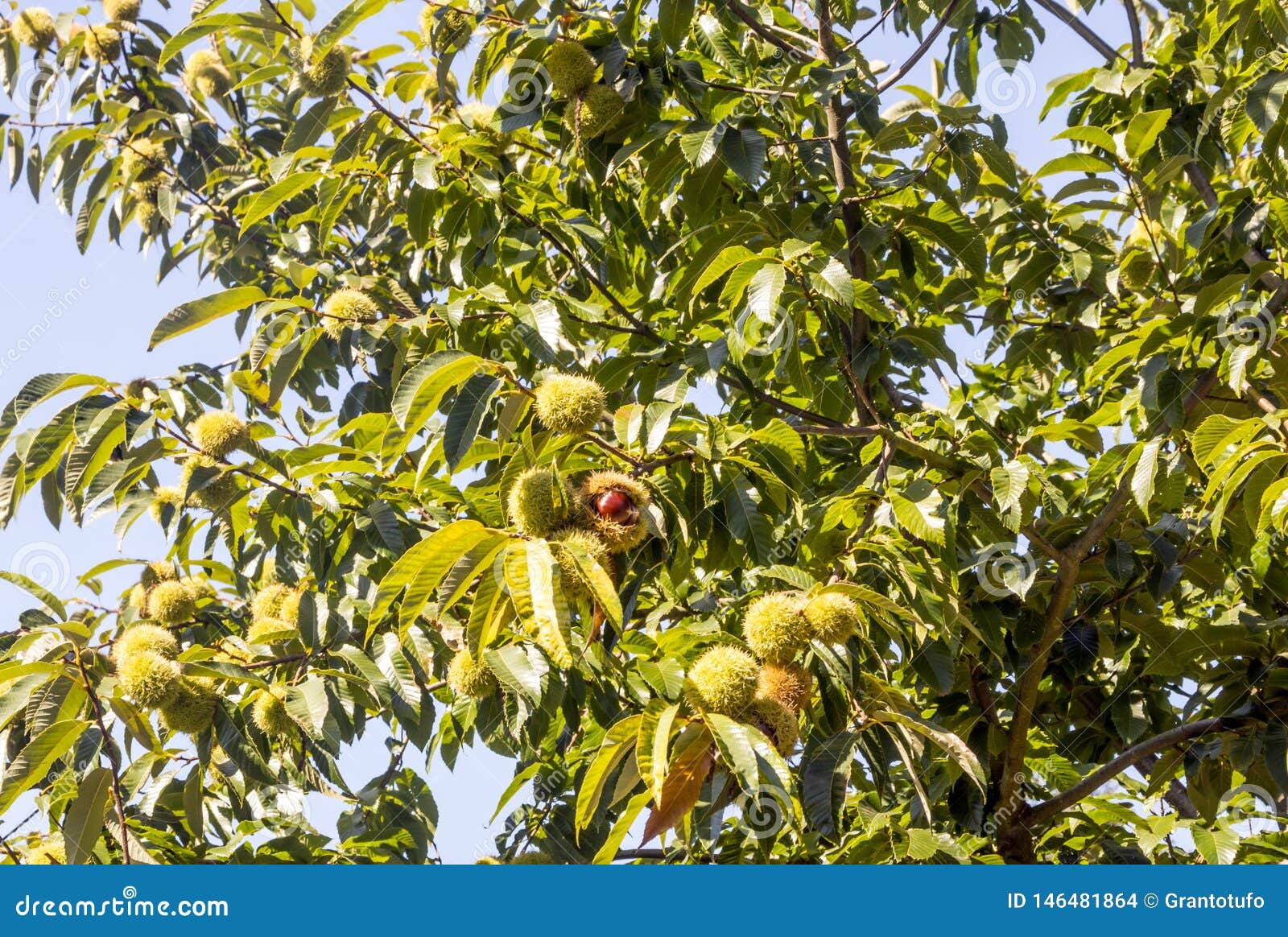 Chestnut branches stock photo. Image of meadow, landscape - 146481864