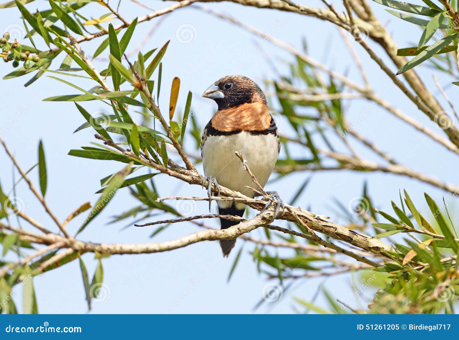 Chestnut-breasted Mannikin, Australia Stock Image - Image of branch ...