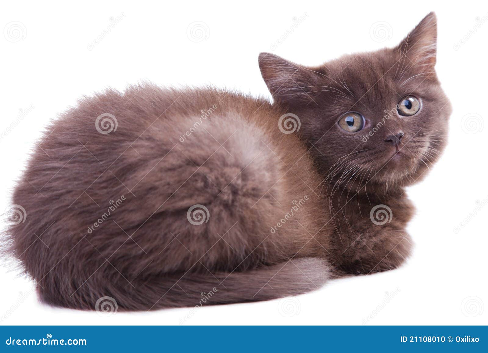 Chestnut British kitten stock photo. Image of mammal - 21108010