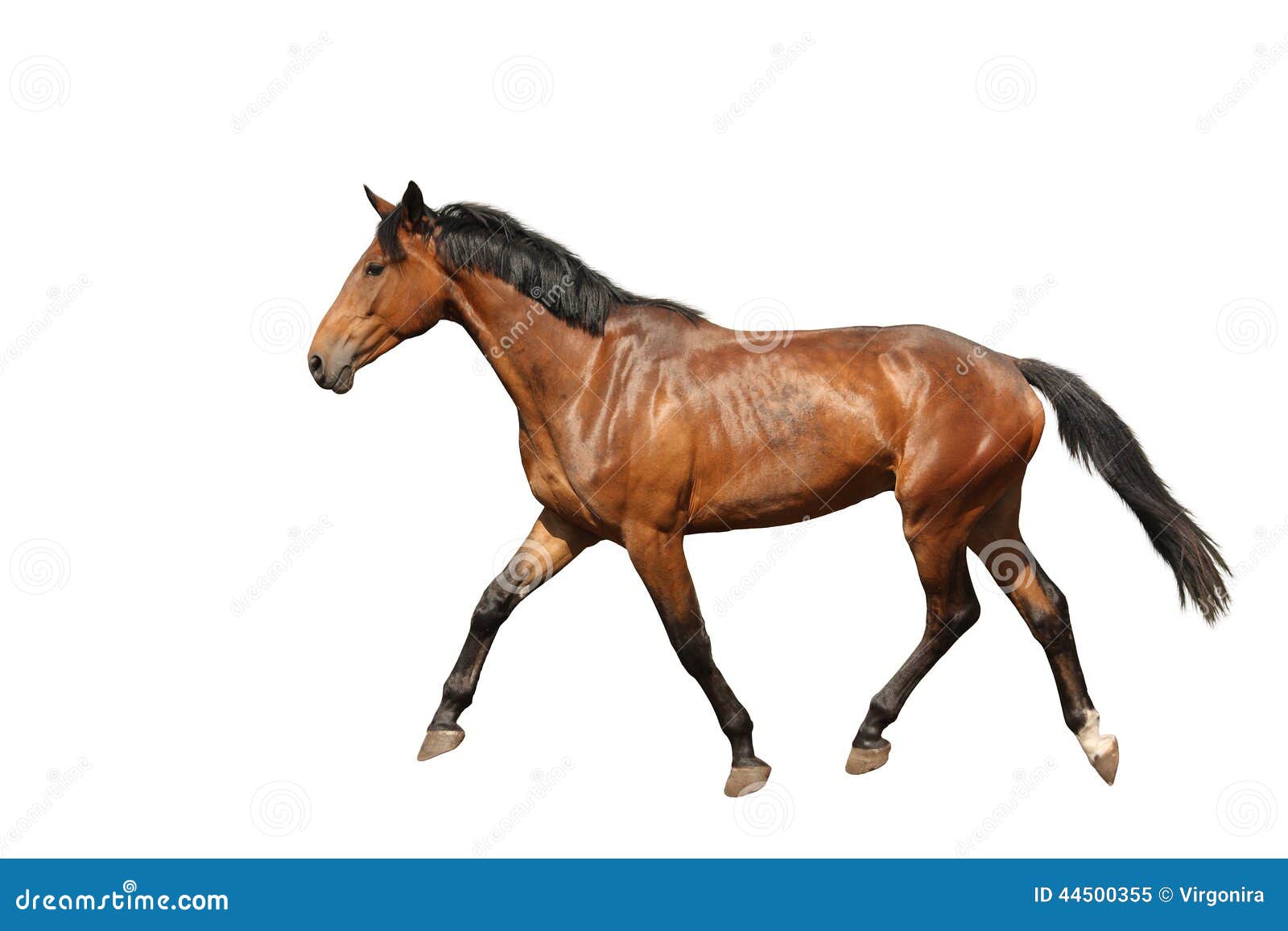 Brown Horse White Background