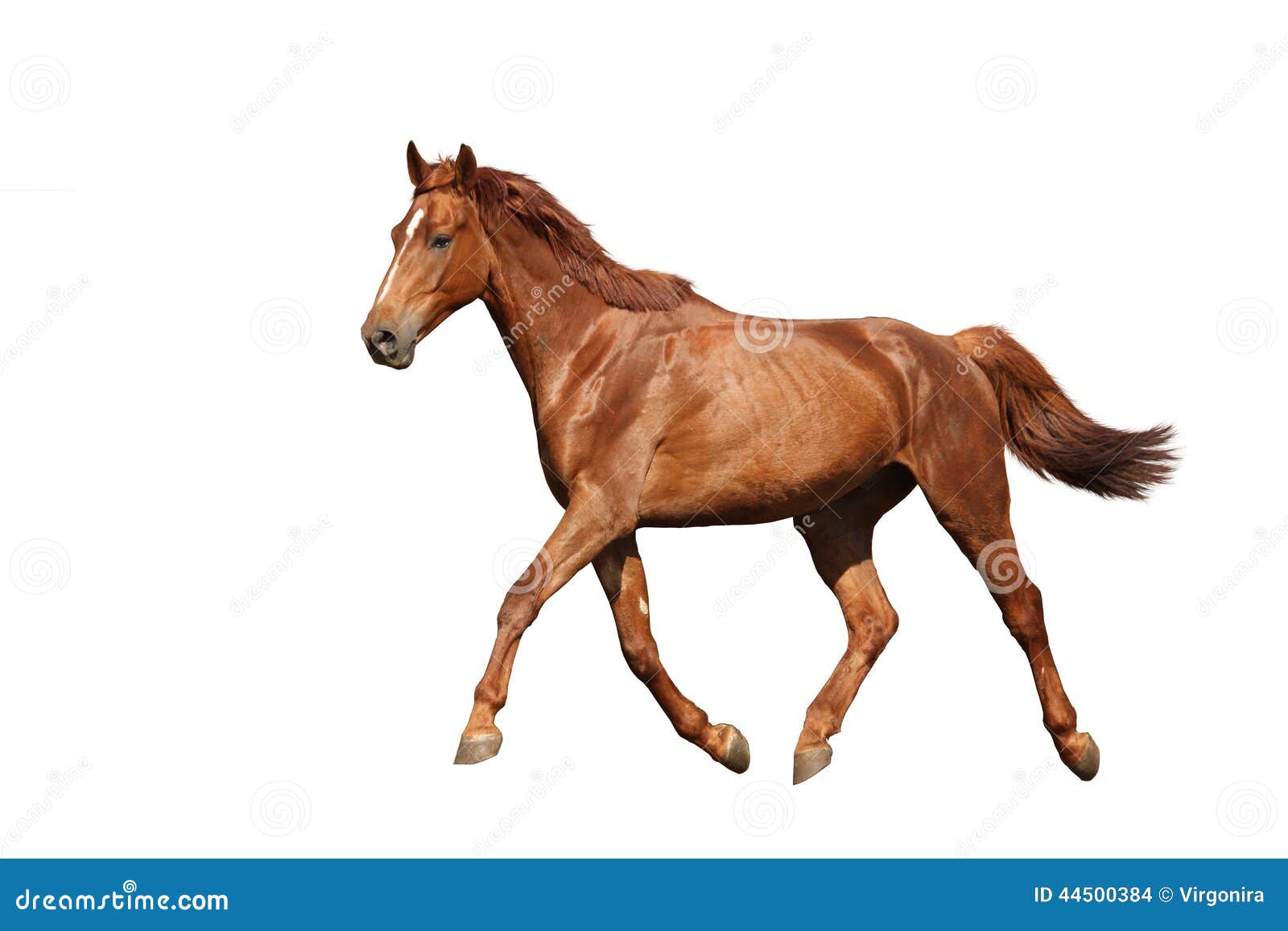 Chestnut Brown Horse Running Free On White Background Stock Photo ...