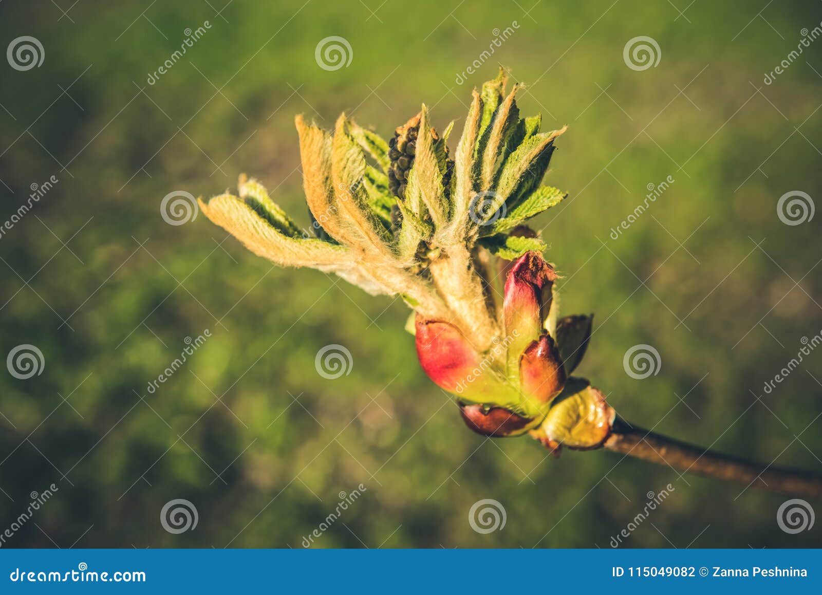 Chestnut Bud Tree in Spring Stock Photo - Image of close, closeup ...