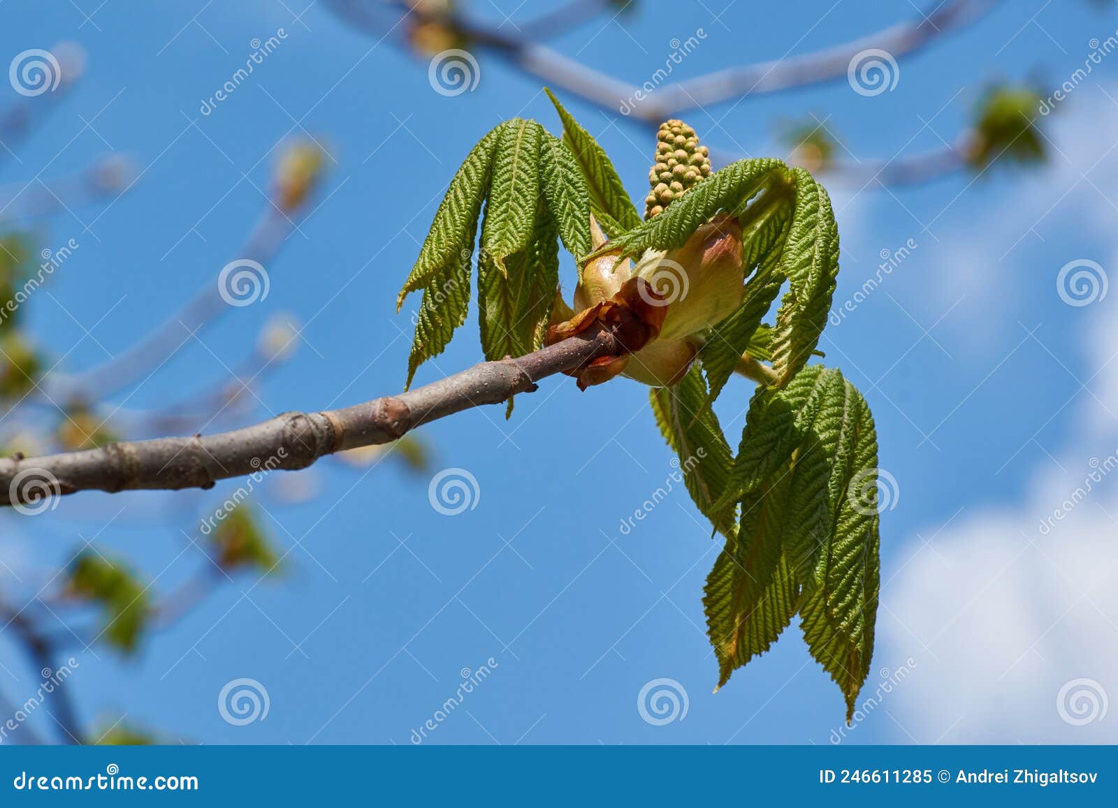 Chestnut Buds are Blooming in the Town Square. Stock Image - Image of ...