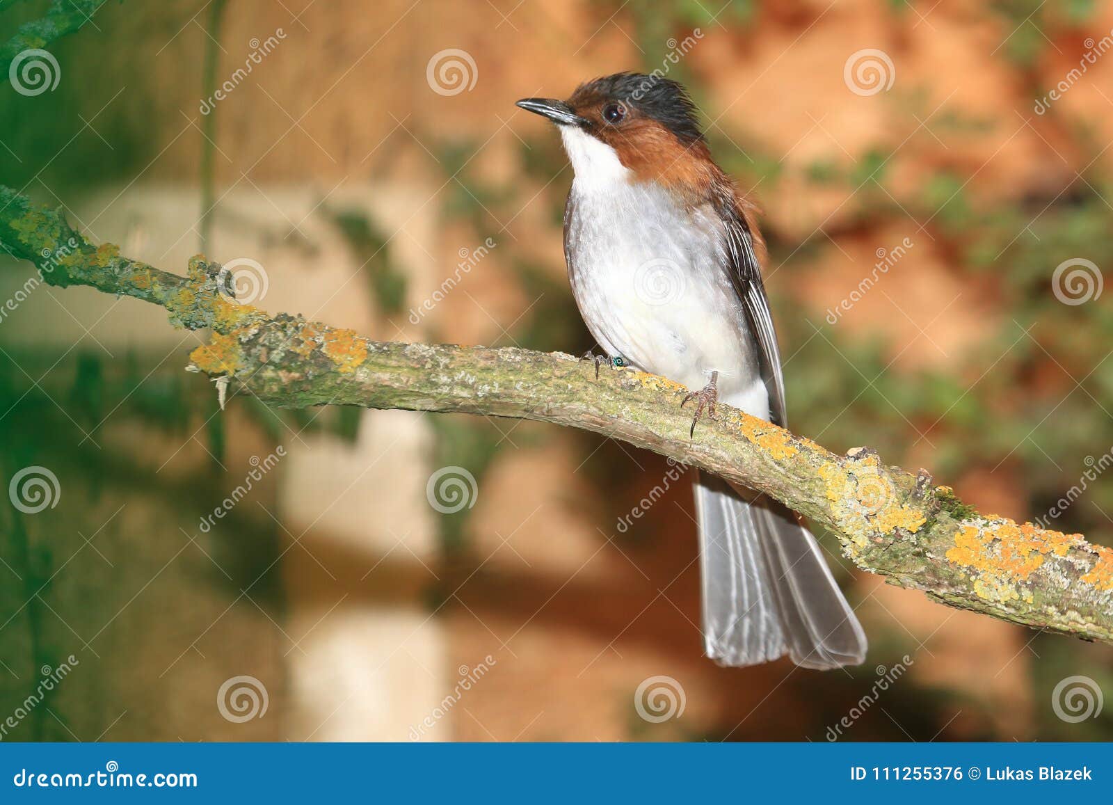 Chestnut bulbul stock photo. Image of hemixos, backed - 111255376