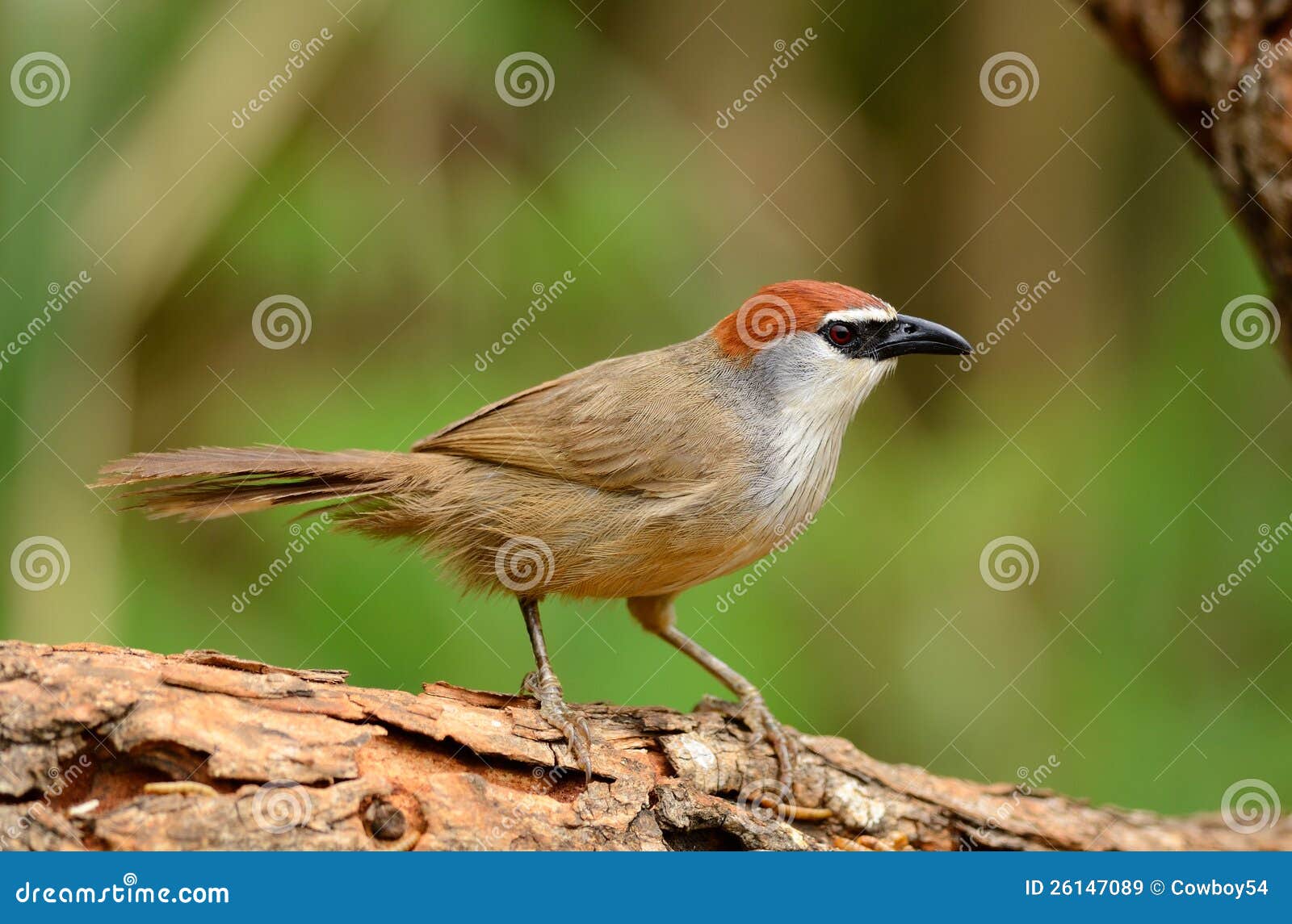 Chestnut-capped Brush-finch - Arremon Brunneinucha Stock Photography ...