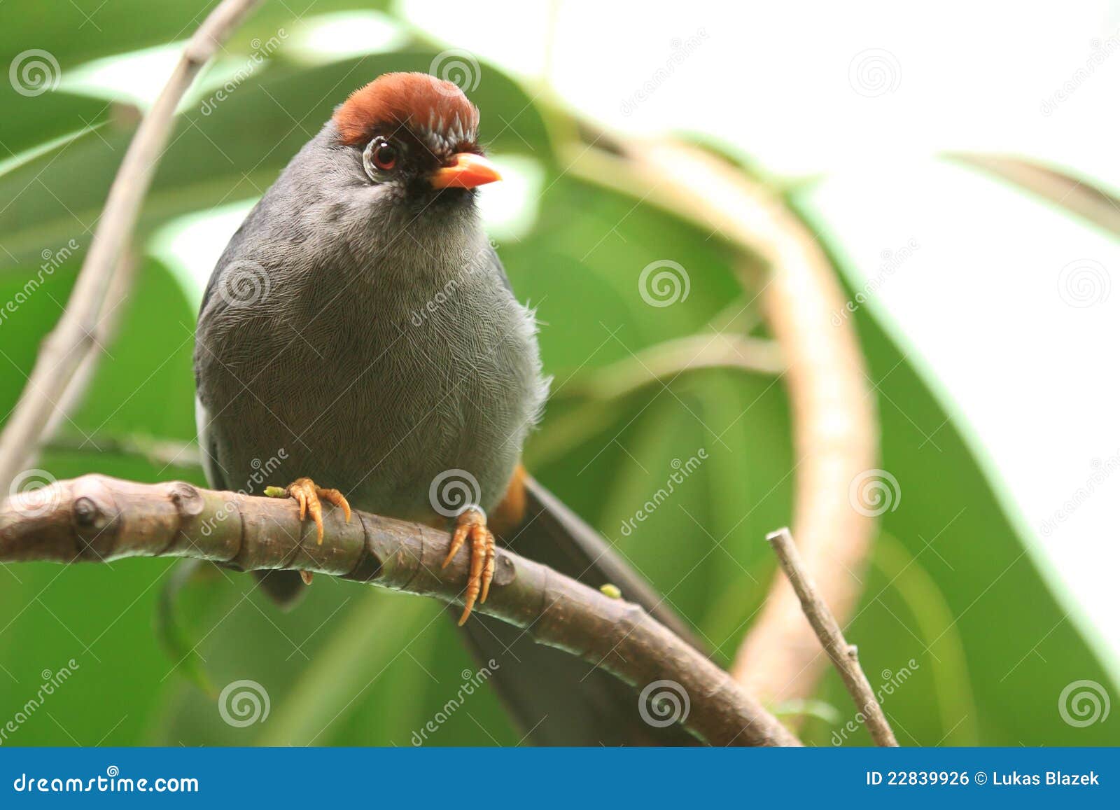 Chestnut-capped Laughingthrush Stock Photo - Image of wildlife ...