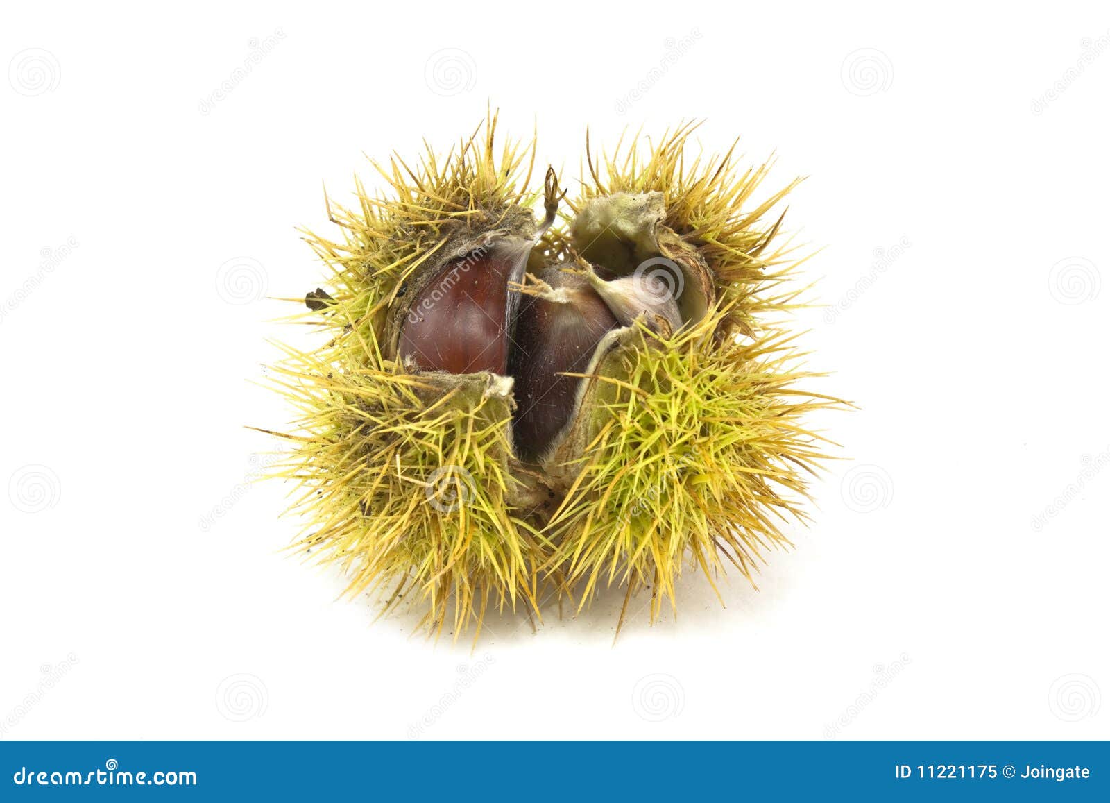 Chestnut in case stock image. Image of nature, wood, protect - 11221175