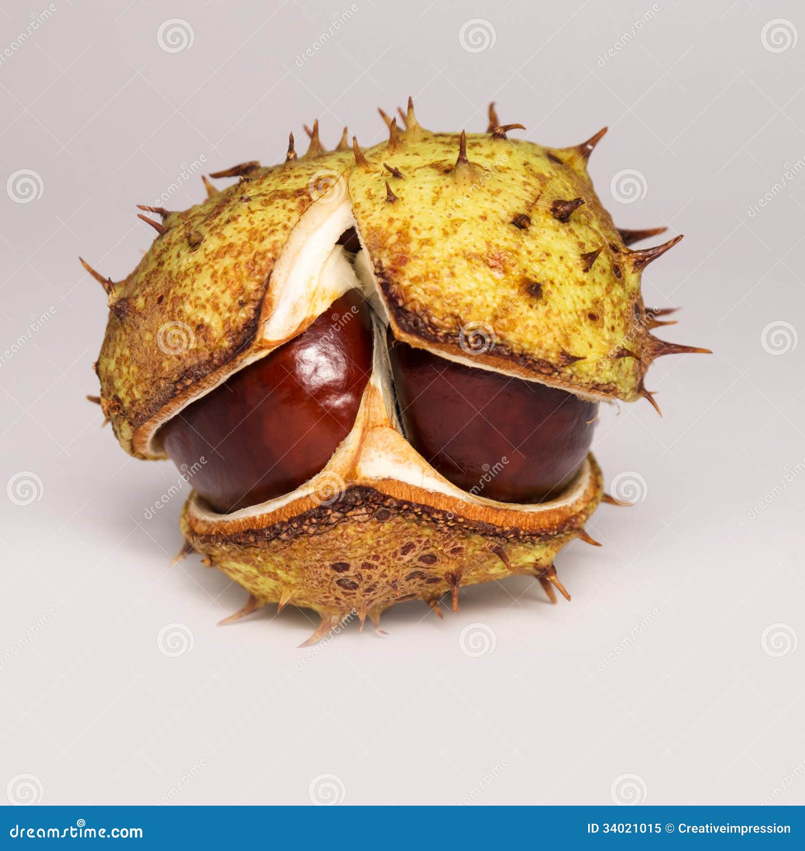 Chestnut in case stock image. Image of chestnut, closeup - 34021015