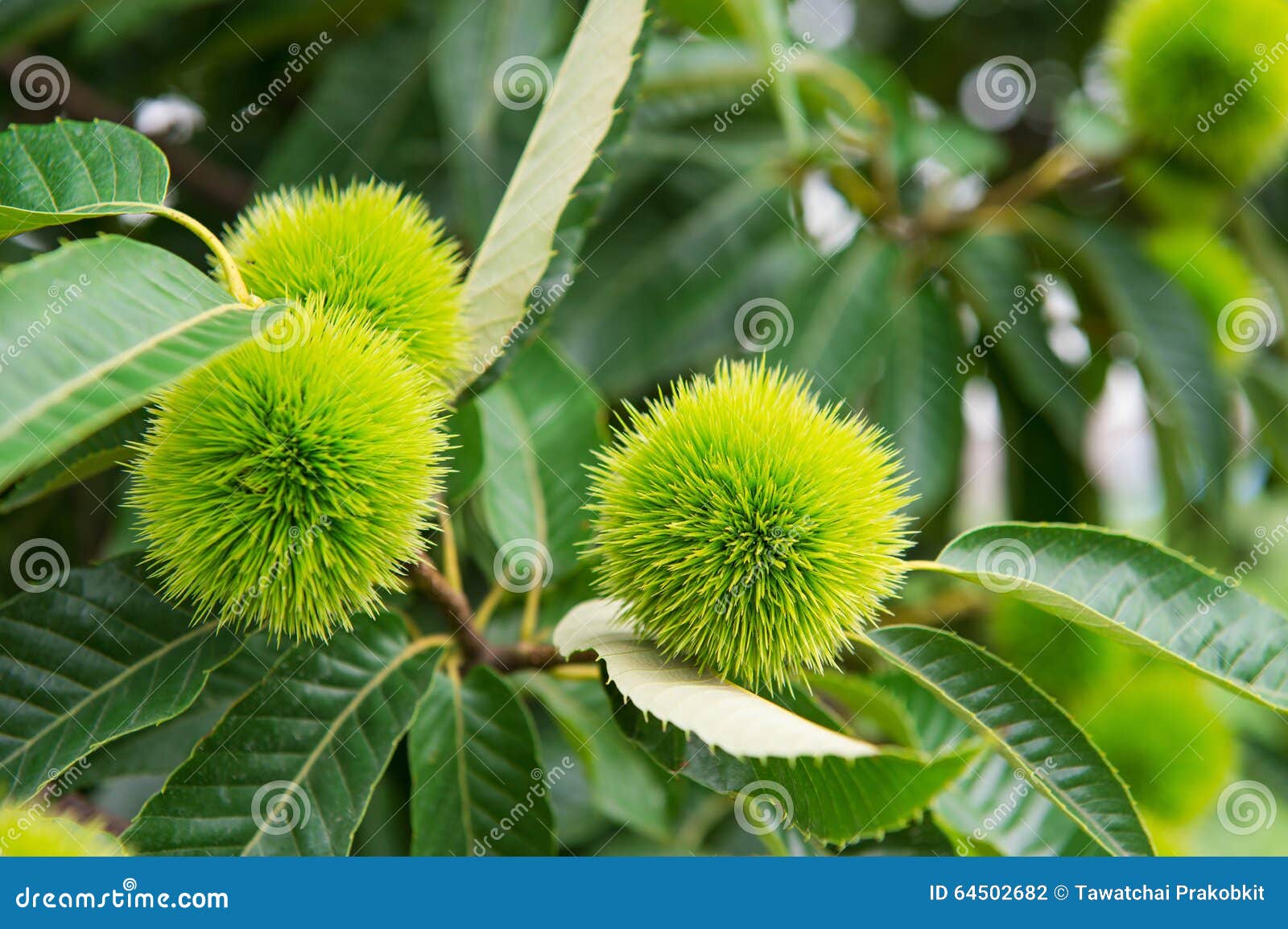 Chestnut (Castanea fruits) stock photo. Image of natural - 64502682