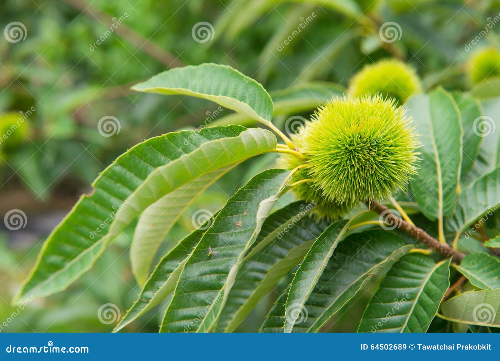 Chestnut (Castanea fruits) stock image. Image of botanic - 64502689