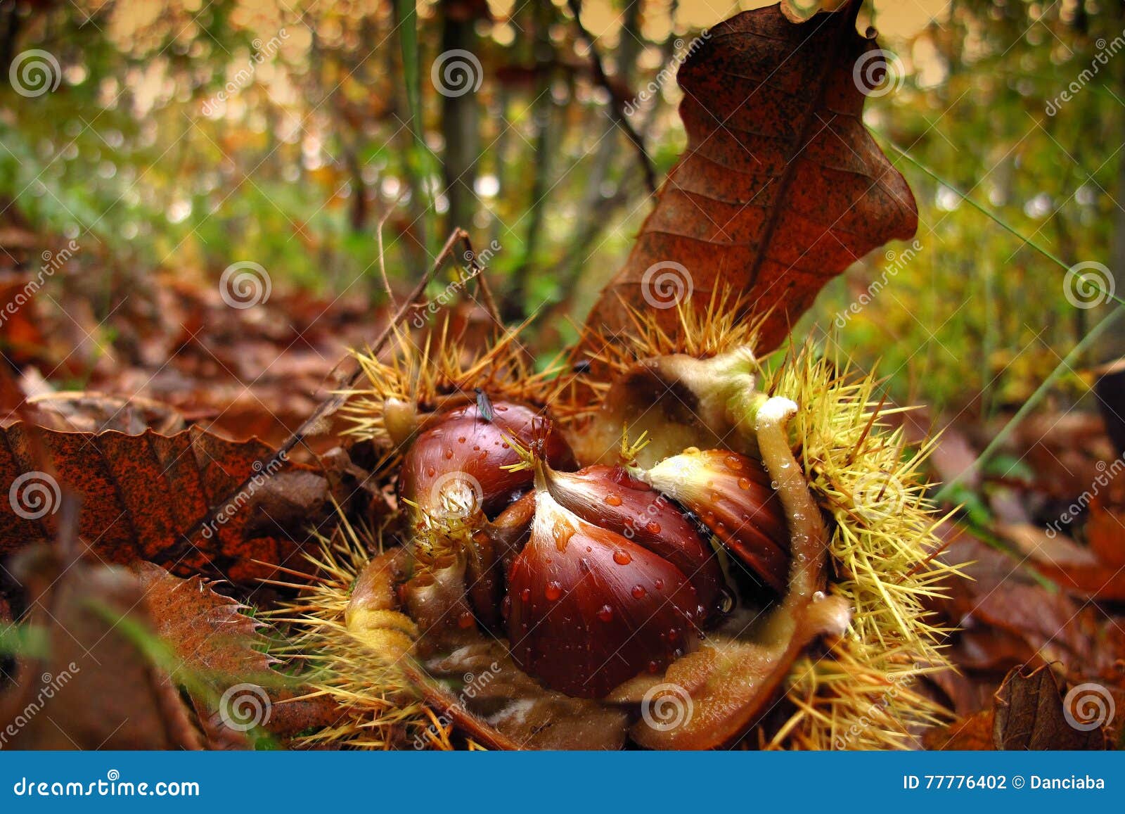 Chestnut (Castanea Sativa) Fruit Stock Photo - Image of autumn, nature ...