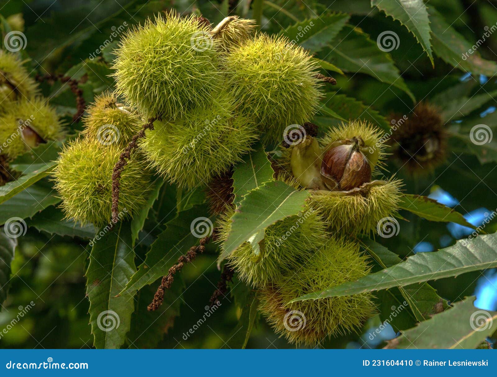 Chestnut Castanea Sativa Ripe Fruit on a Branch Stock Photo - Image of ...