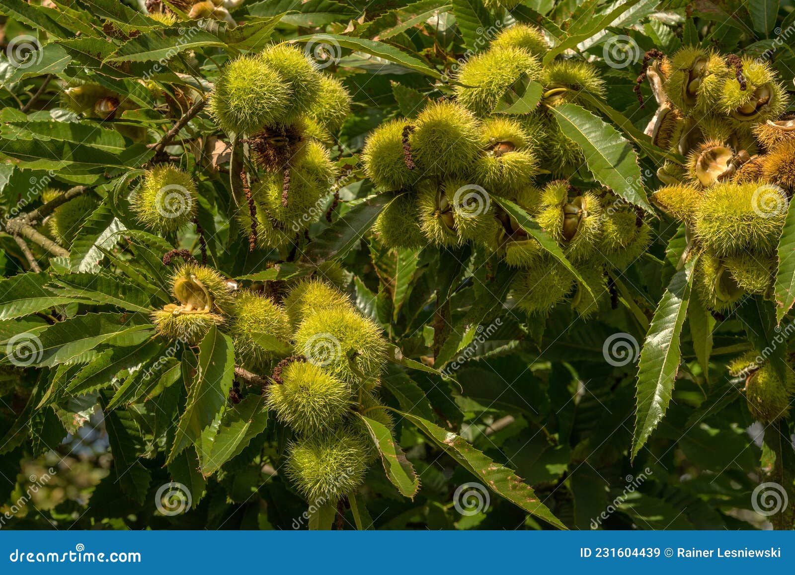 Chestnut Castanea Sativa Ripe Fruit on a Branch Stock Image - Image of ...