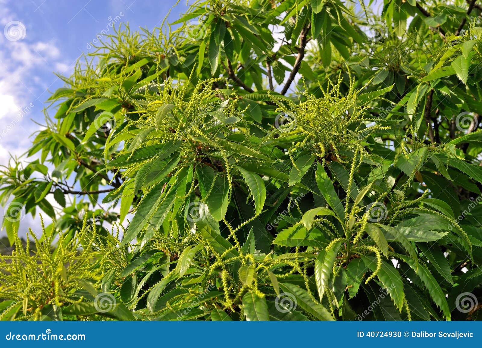 Chestnut Catkins Tree in Flowering Stock Photo - Image of fruit, flora ...
