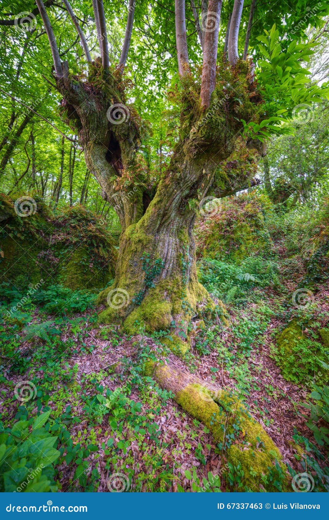 Baralla Region Stock Photos - Free & Royalty-Free Stock Photos from ...