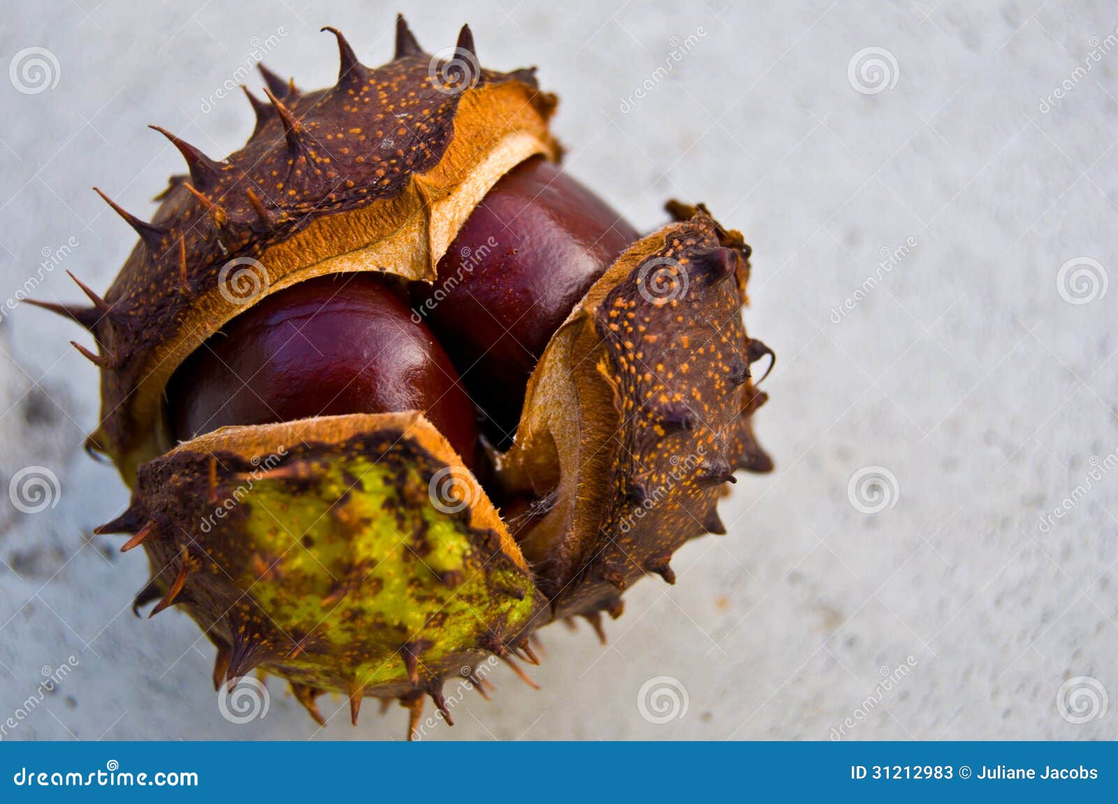 Chestnut stock image. Image of auburn, botanical, closeup - 31212983