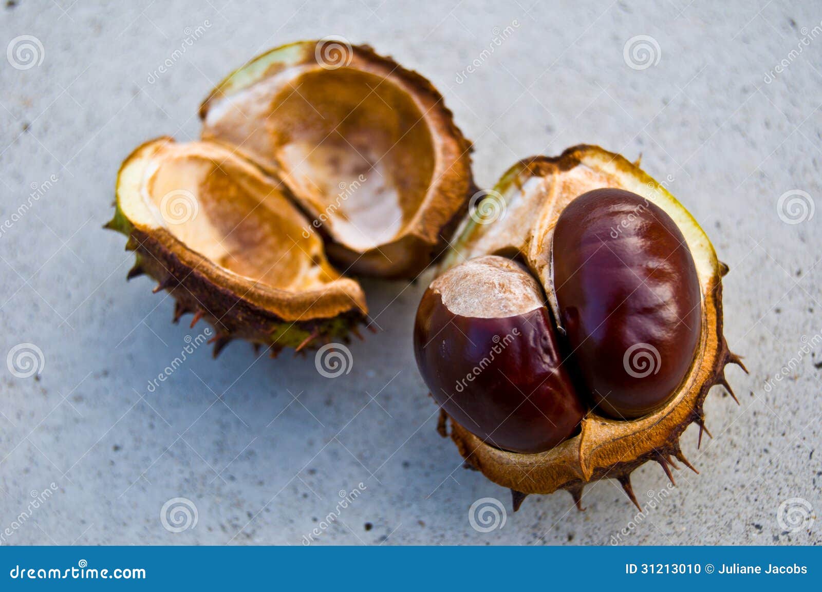 Chestnut stock photo. Image of fresh, closeup, natural - 31213010