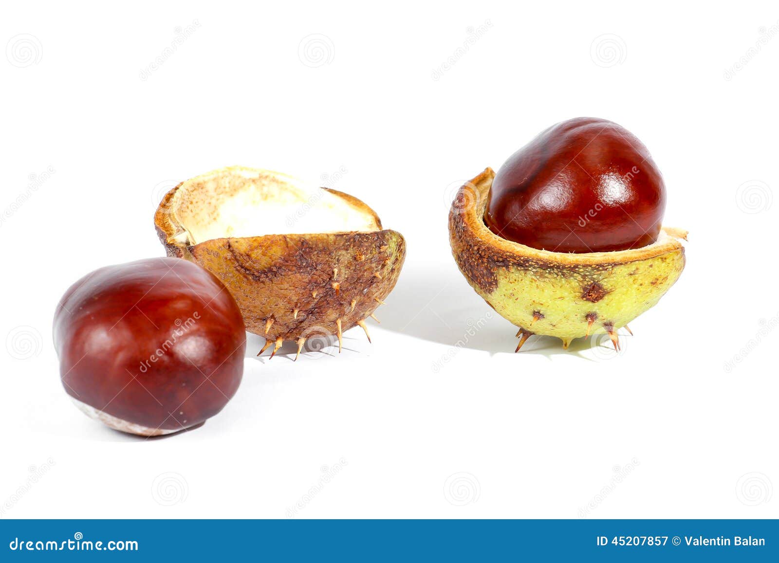 Chestnut stock image. Image of fall, fresh, shell, nature - 45207857