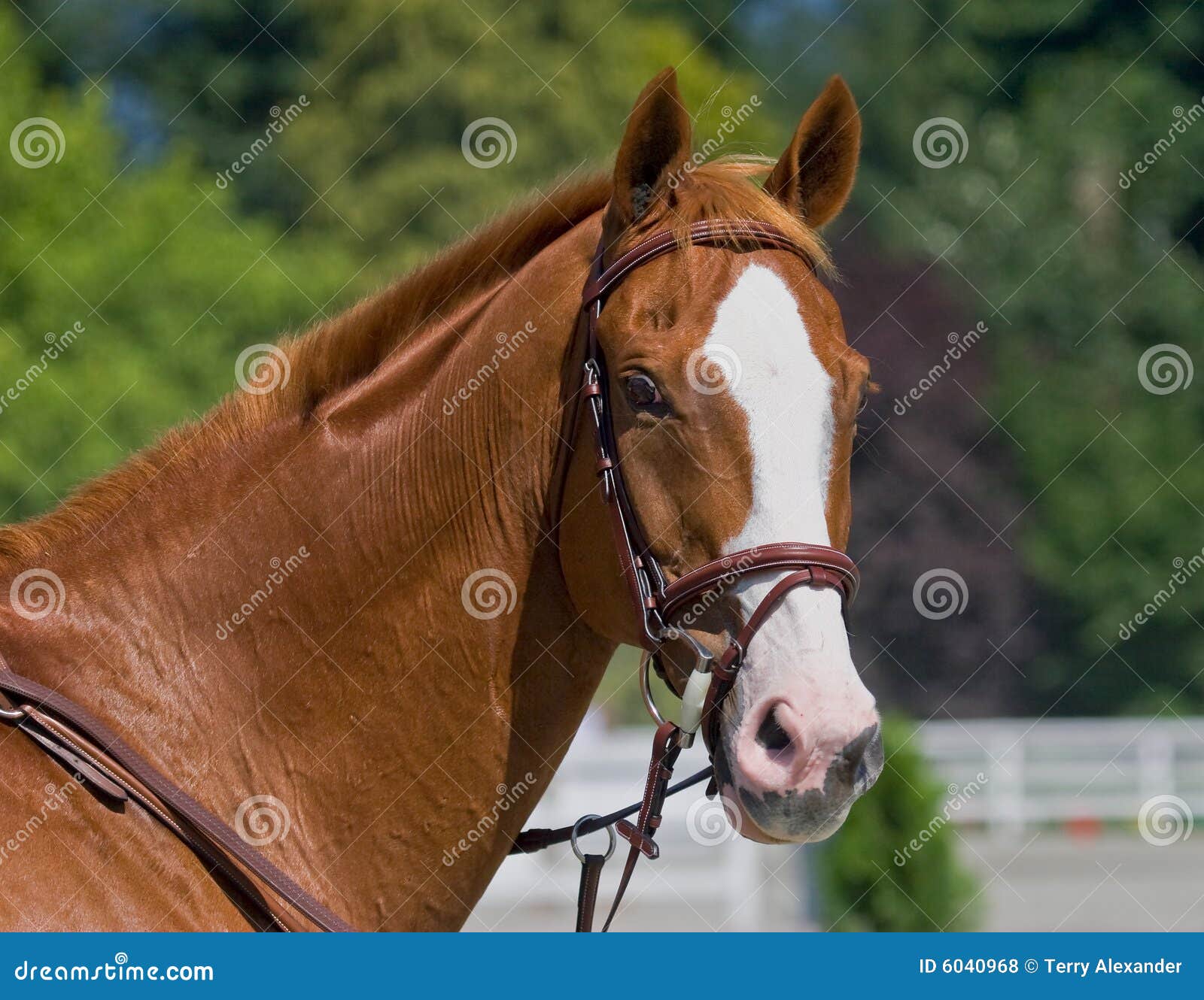 Chestnut-colored Woodpecker - Celeus Castaneus Rufous Bird In The ...