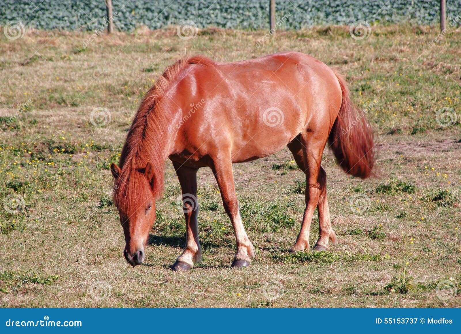 Chestnut Colored Mare stock image. Image of bright, outside - 55153737